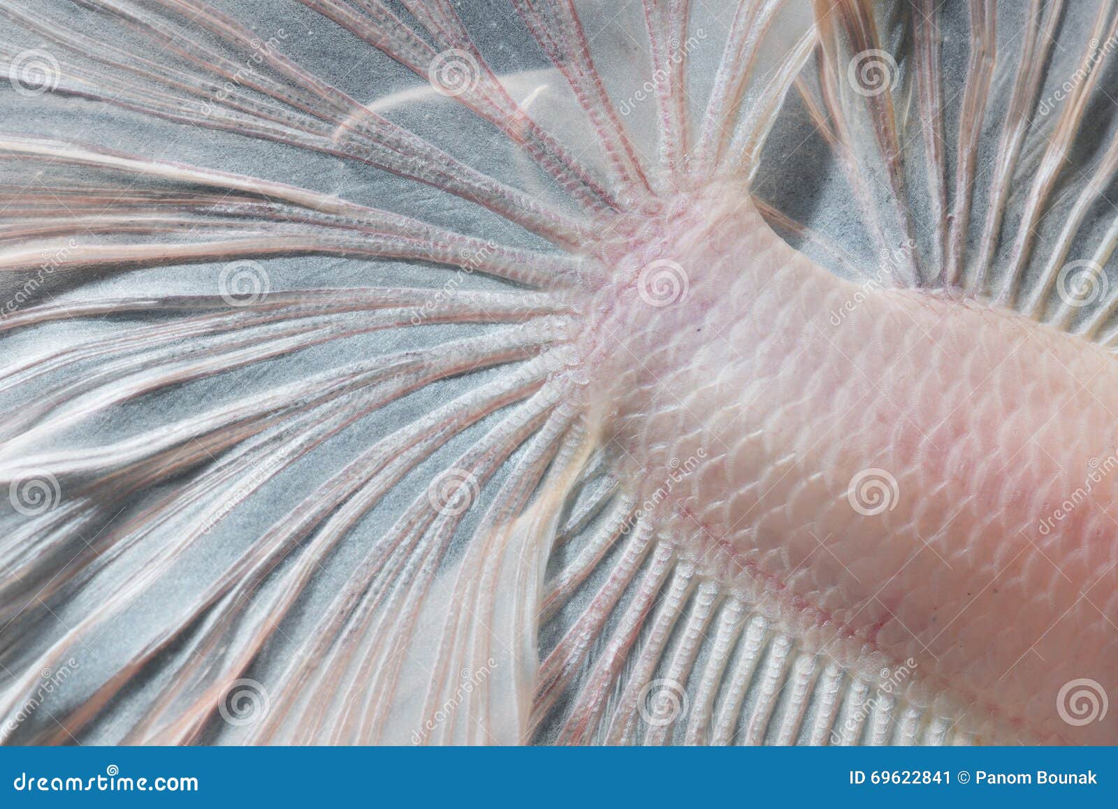 Close Up Skin of Betta Fish Stock Image - Image of beautiful, fine ...