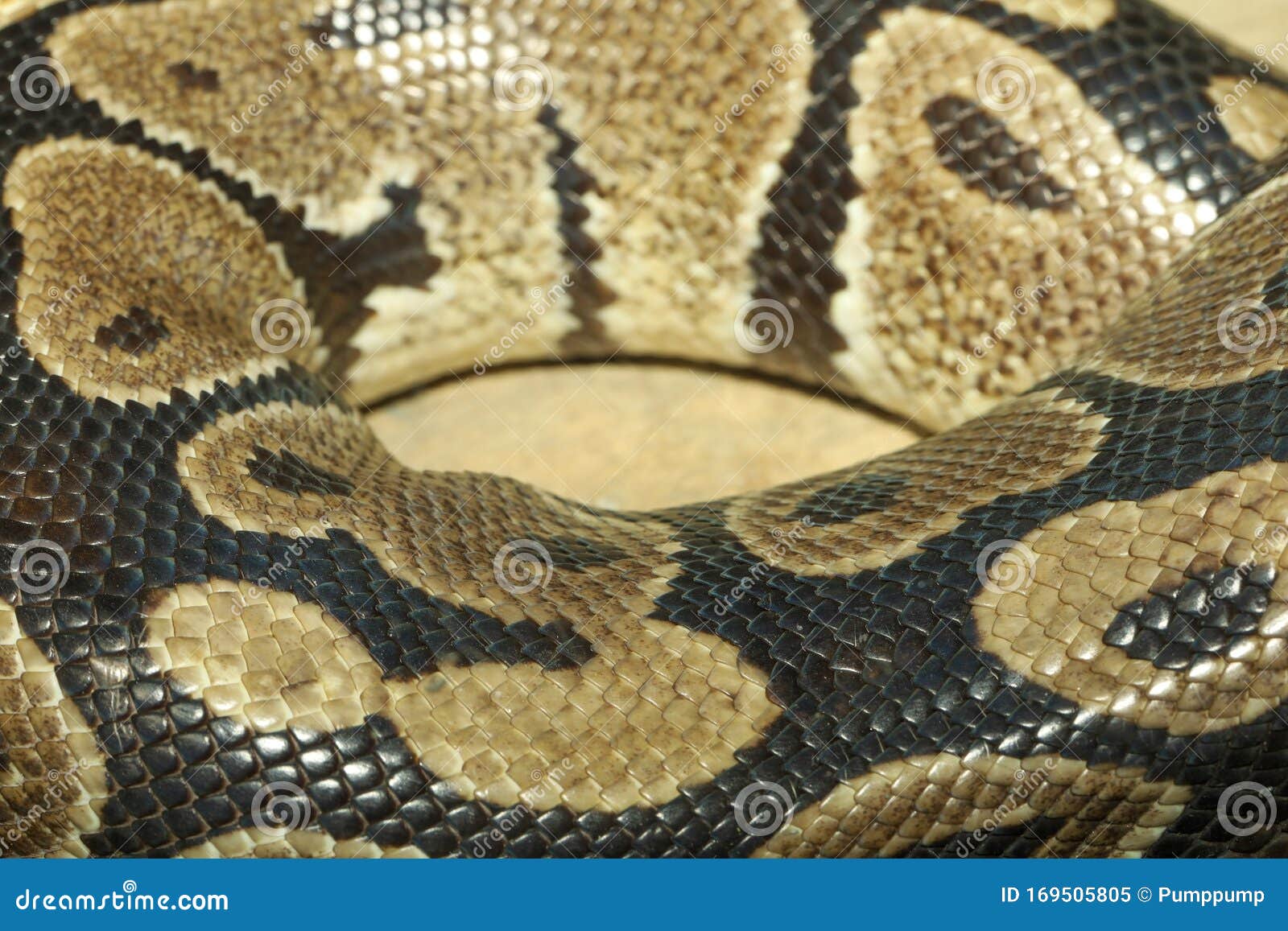 Close Up Skin Boa Constrictor Snake Stock Image - Image of fear, head ...