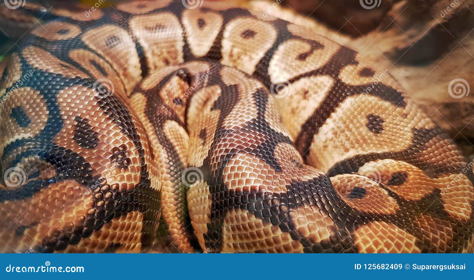 Close-up Skin of Brown Snake with Beautiful Pattern Stock Image - Image ...
