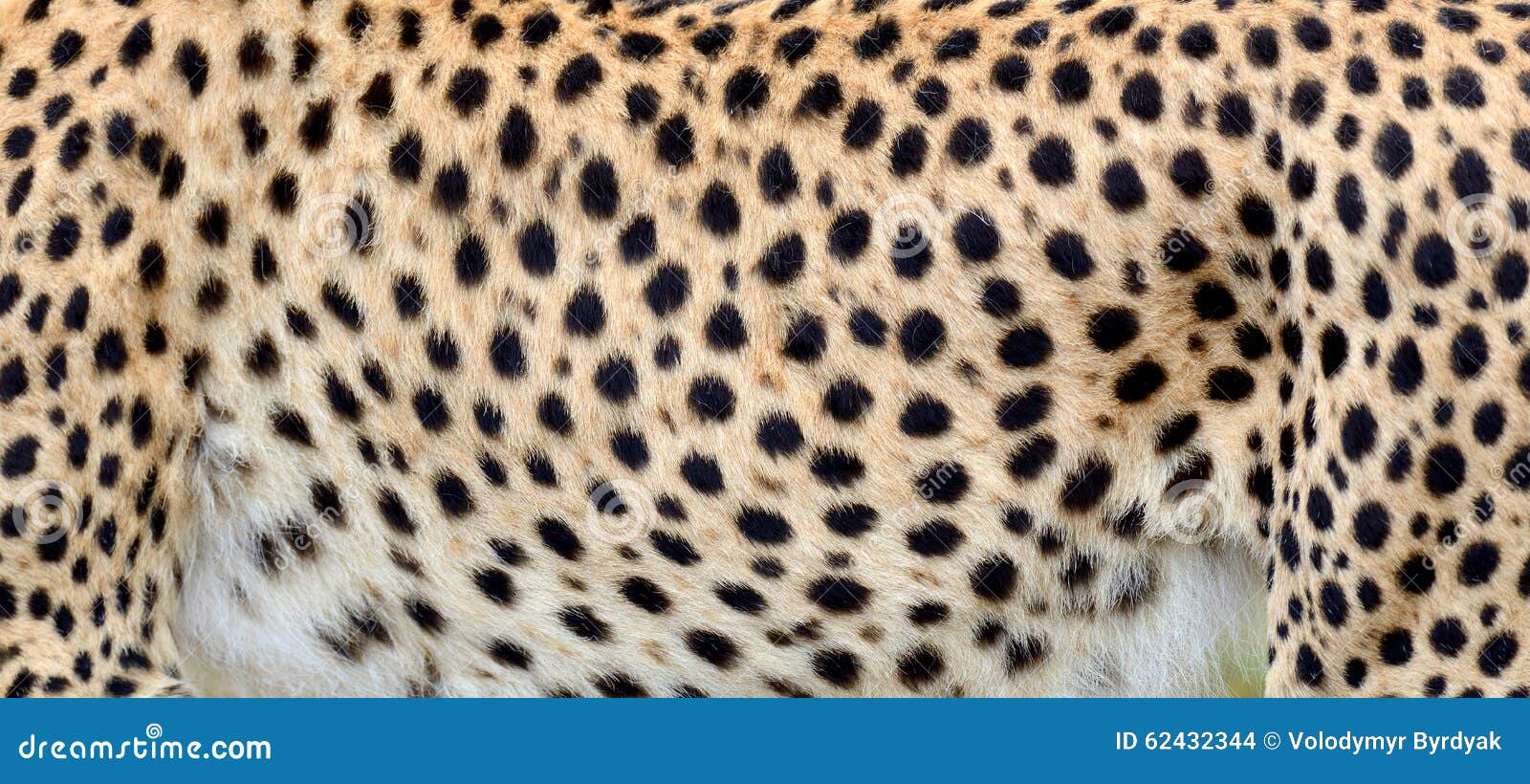 Close-up skin of a cheetah stock photo. Image of african - 62432344
