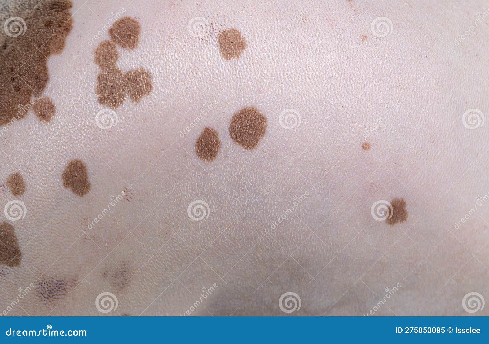 Close-up on the Skin of a Sphynx Cat Stock Image - Image of design ...