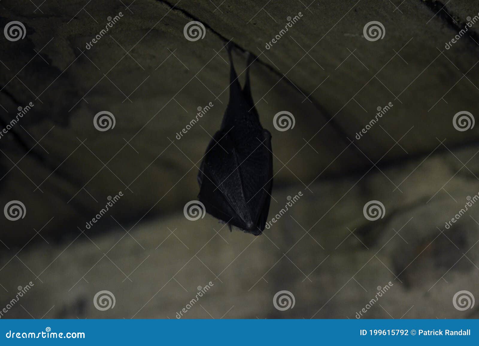 Sleeping Bat Hangs from Ceiling Stock Photo - Image of sleep, virus ...