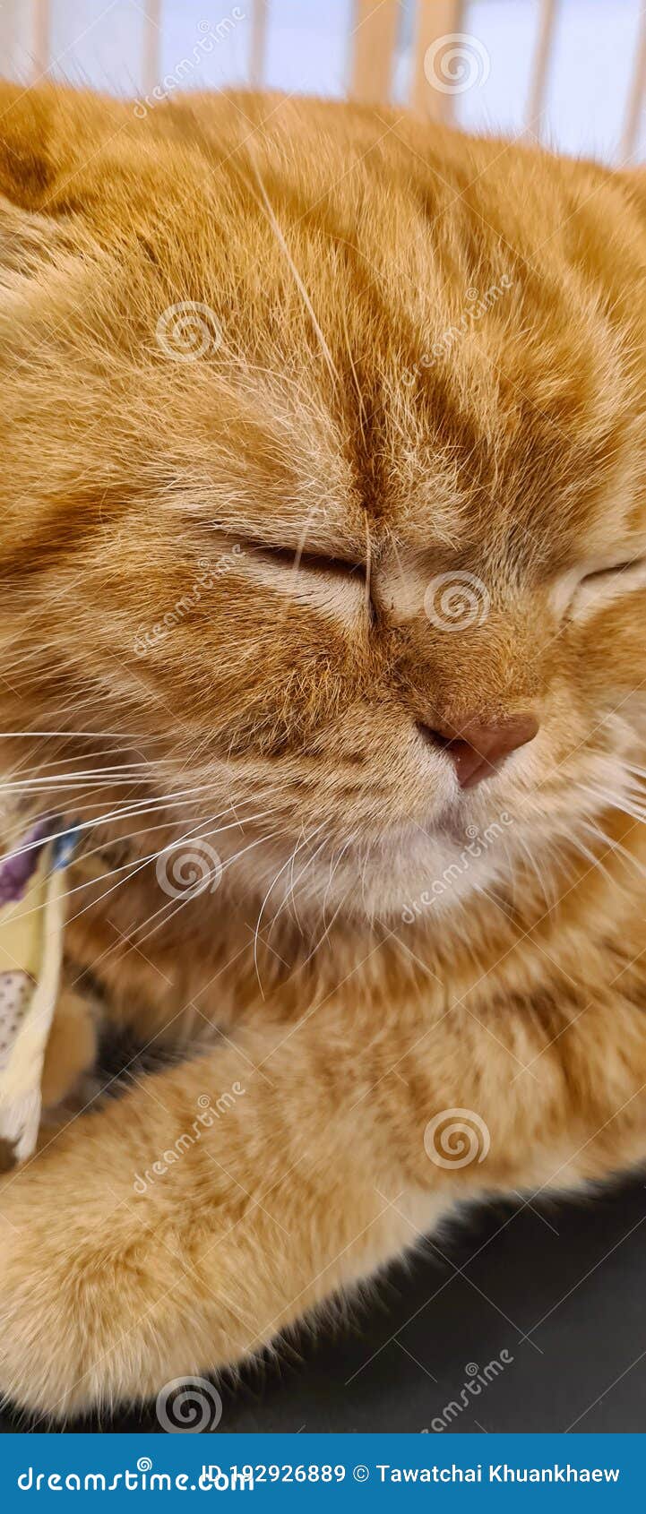 Close - Up Sleeping Cat Face Stock Image - Image of indoors, attractive ...