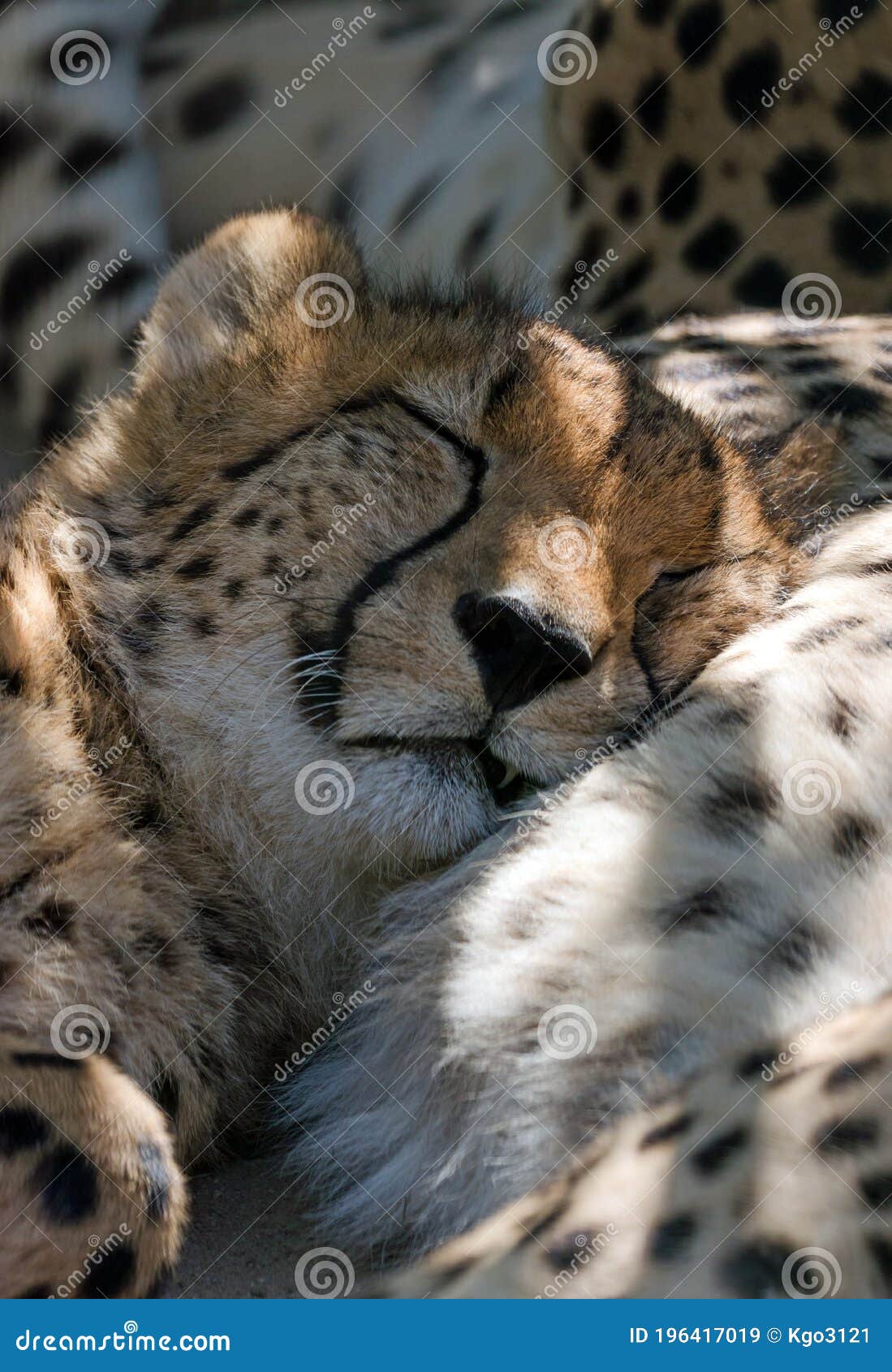 Close Up of a Sleeping Cheetah Stock Image - Image of cute, park: 196417019