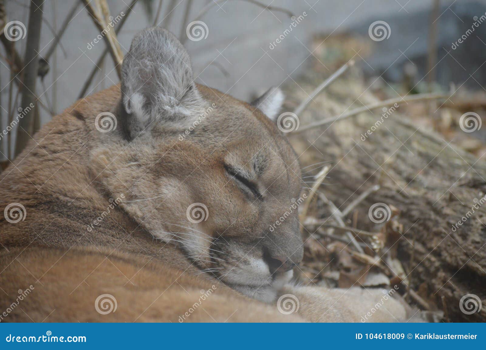 Close Up of a Sleeping Puma Stock Image - Image of sleeping, lion ...