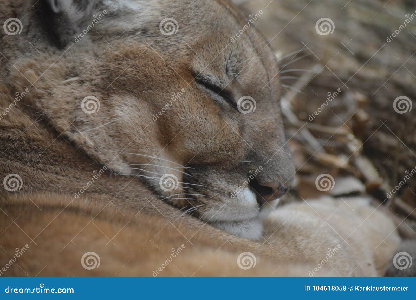 Close Up of a Sleeping Puma Stock Photo - Image of calm, brown: 104618058