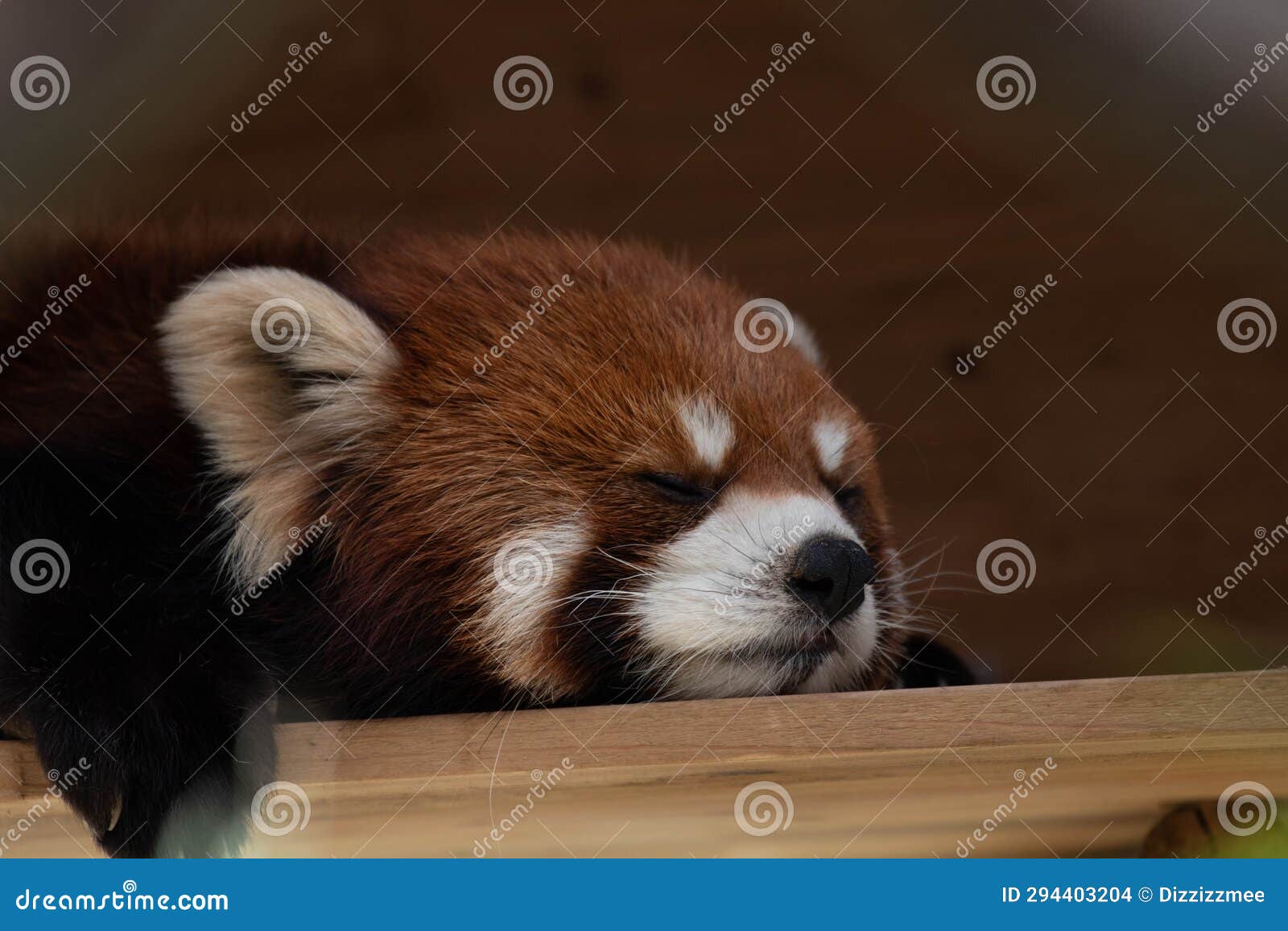 Close Up Sleeping Red Panda, Lesser Panda Stock Photo - Image of bushy ...
