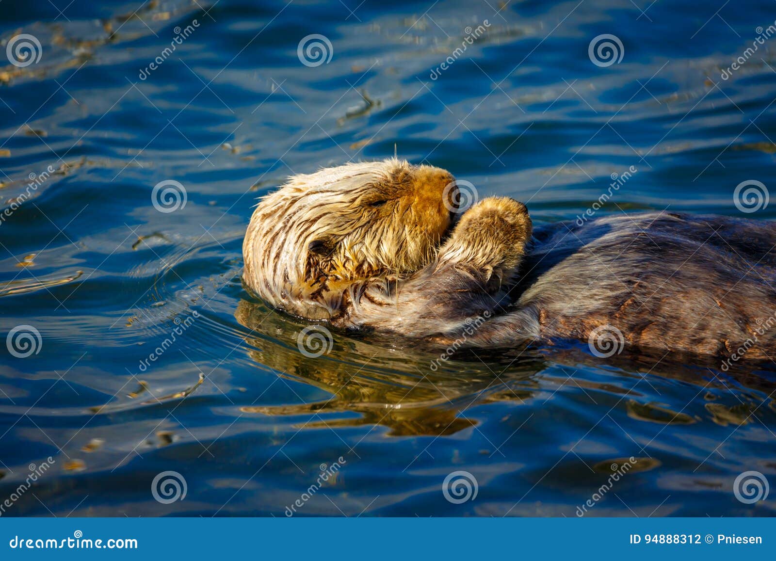 Close Up of Sleeping Sea Otter Stock Photo - Image of mammal, sleeping ...
