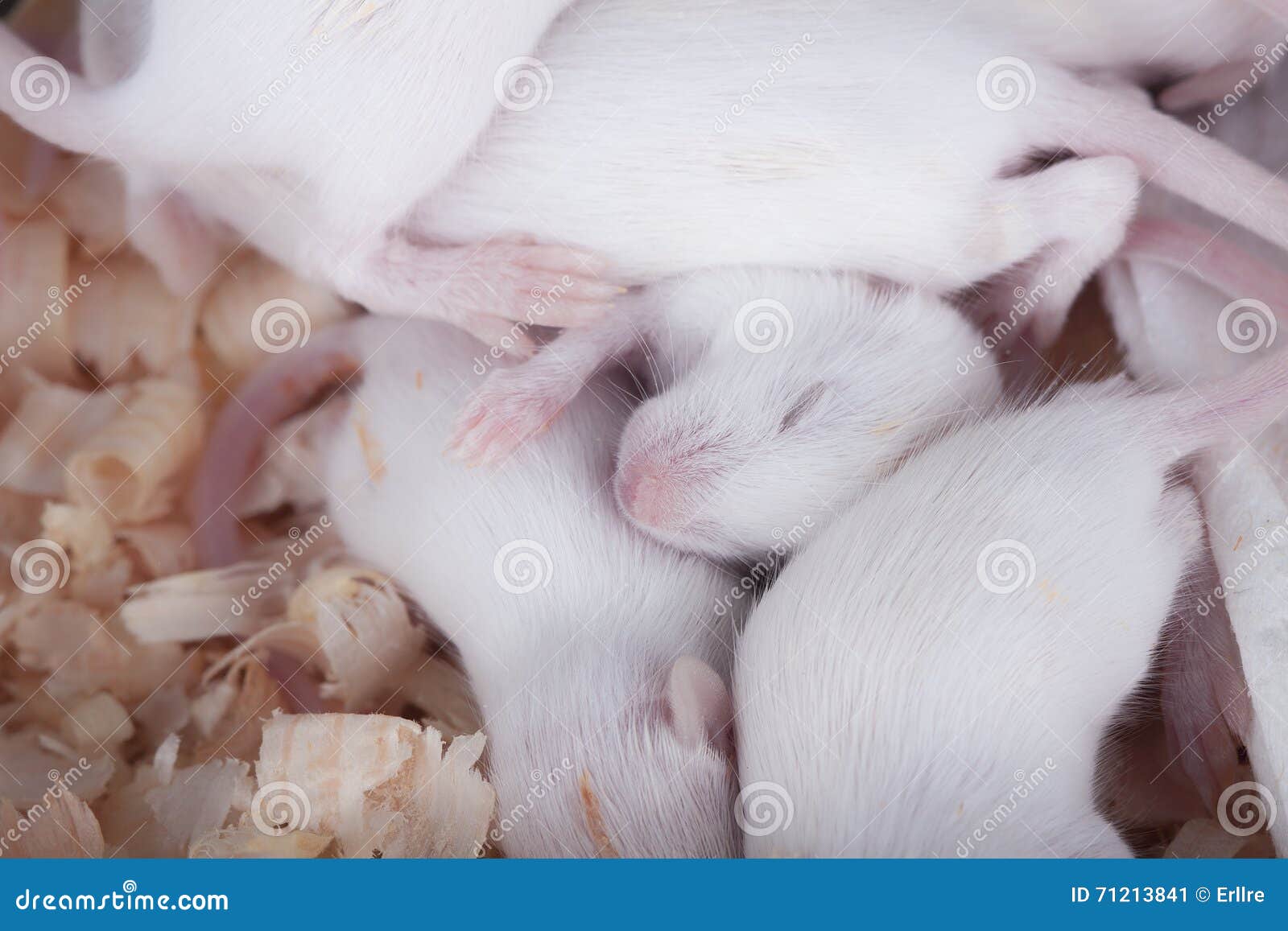 Close-up of Sleeping White Rats Stock Image - Image of chips, small ...