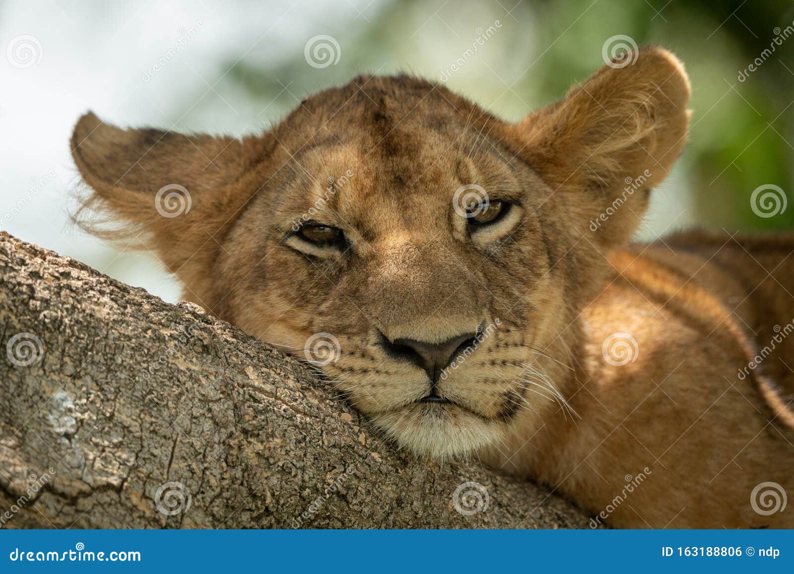 Close-up of Sleepy Lion Cub in Tree Stock Photo - Image of serengeti ...