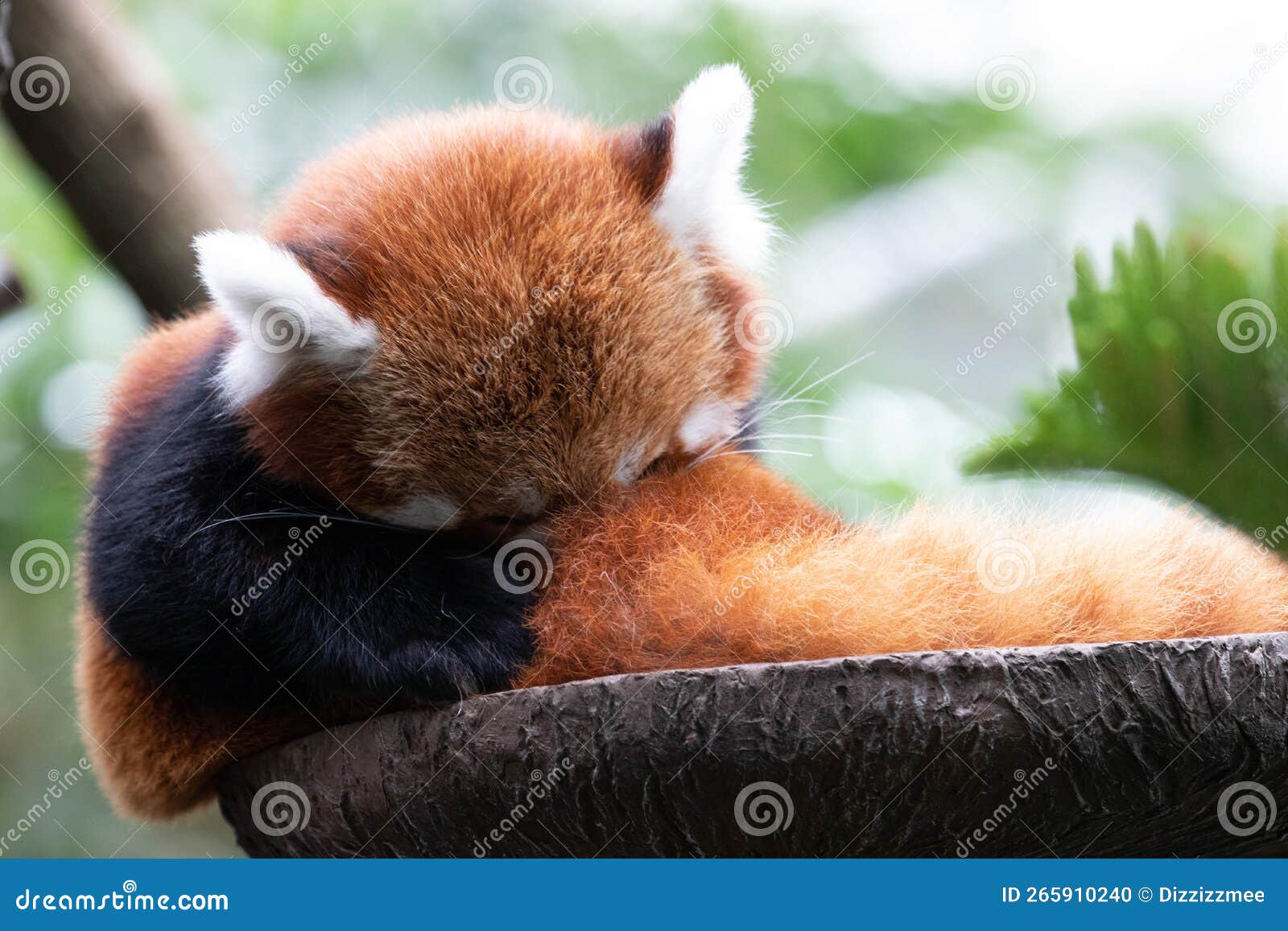 Close Up Sleepy Red Panda, Lesser Panda , on the Tree Stock Photo ...