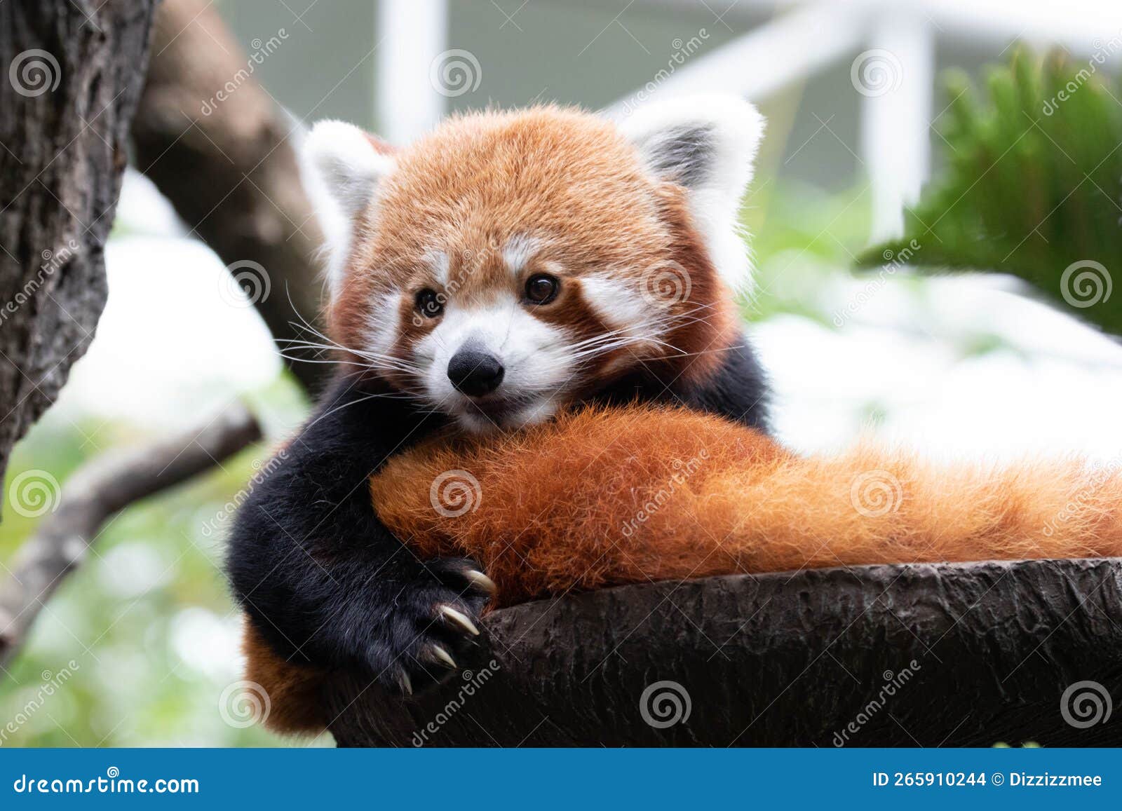 Close Up Sleepy Red Panda, Lesser Panda , on the Tree Stock Photo ...