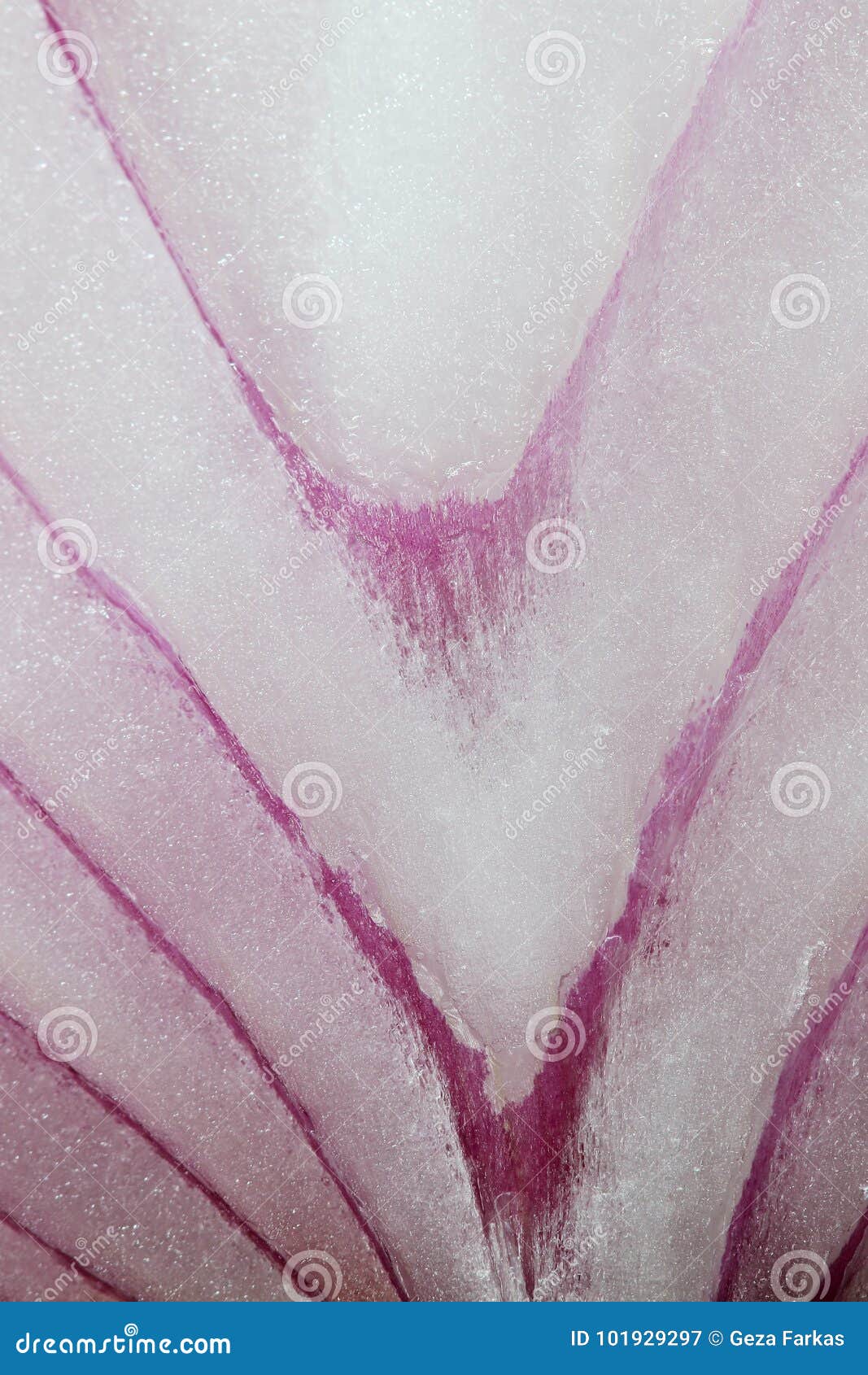 Close Up the Sliced Red Onion Texture Stock Image - Image of gourmet ...