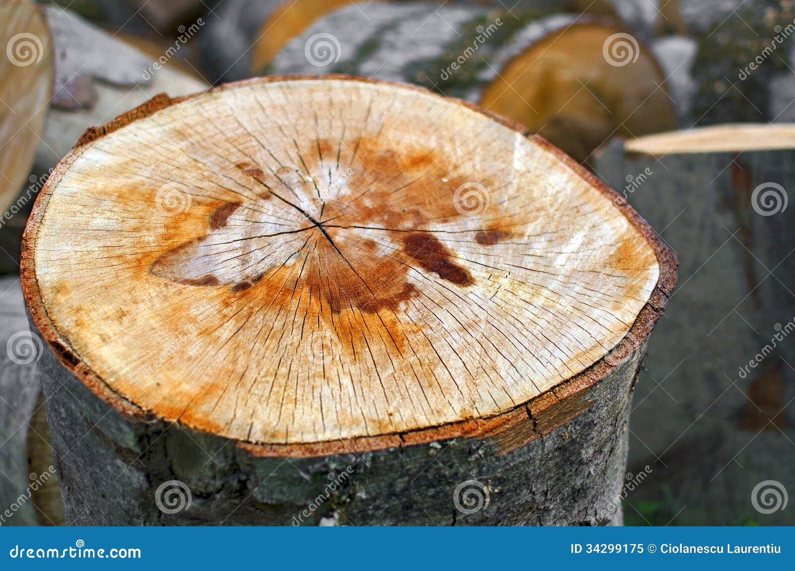 Close up of a sliced tree stock image. Image of texture - 34299175