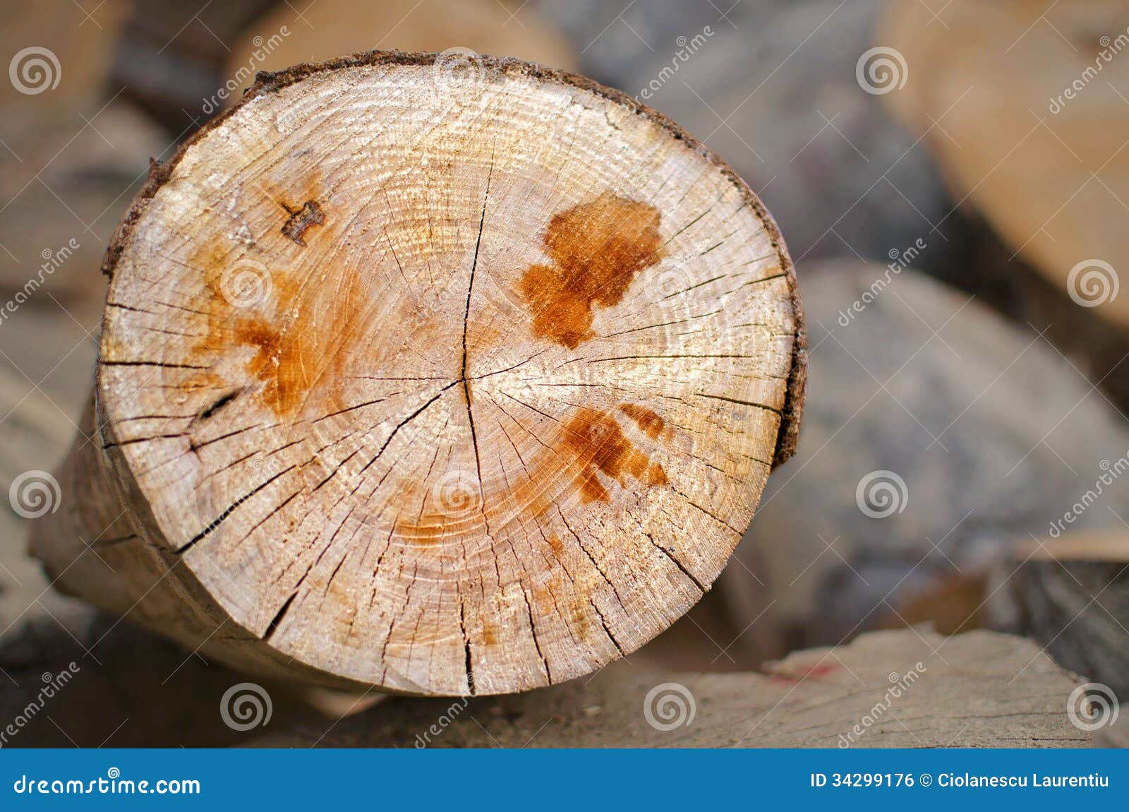Close up of a sliced tree stock photo. Image of texture - 34299176