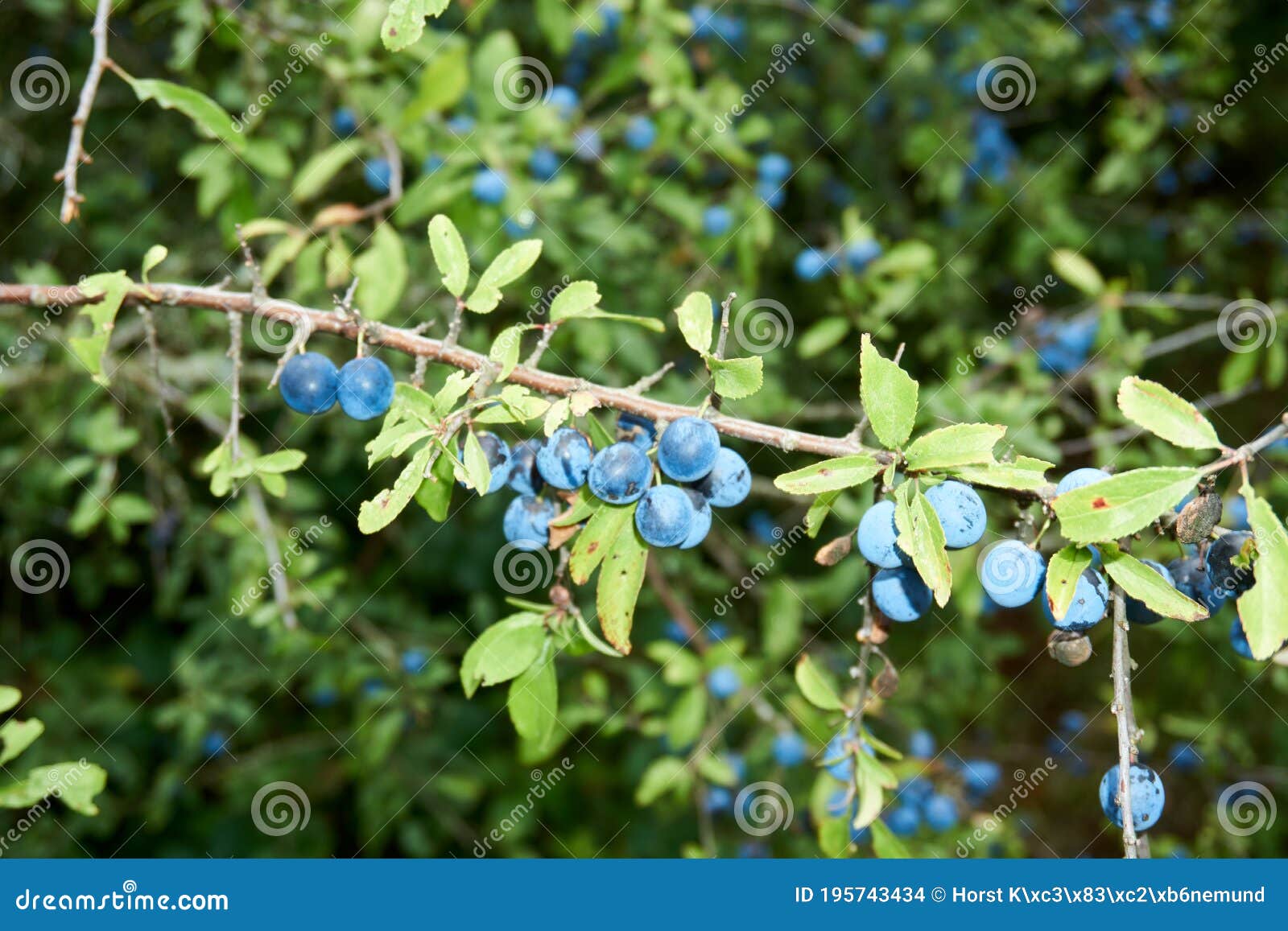 Close Up of Sloe Berries on a Blackthorn Prunus Spinosa Tree Stock ...