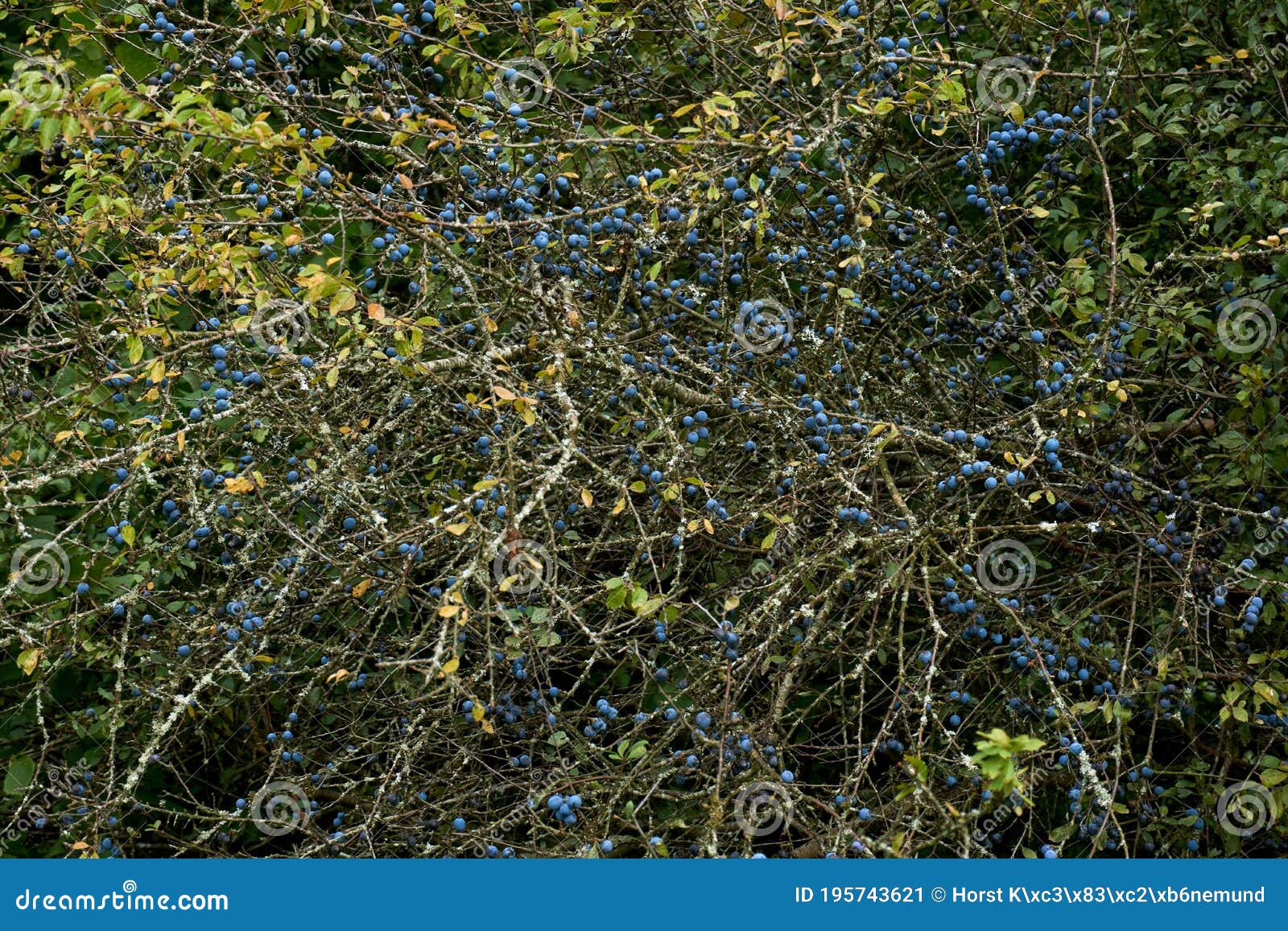 Close Up of Sloe Berries on a Blackthorn Prunus Spinosa Tree Stock ...