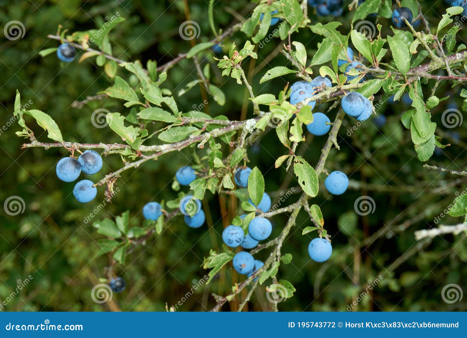 Close Up of Sloe Berries on a Blackthorn Prunus Spinosa Tree Stock ...