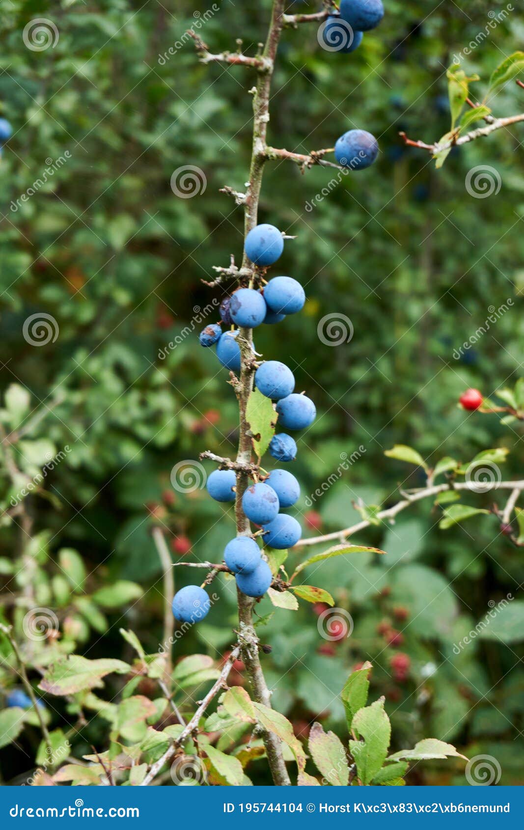 Close Up of Sloe Berries on a Blackthorn Prunus Spinosa Tree Stock ...