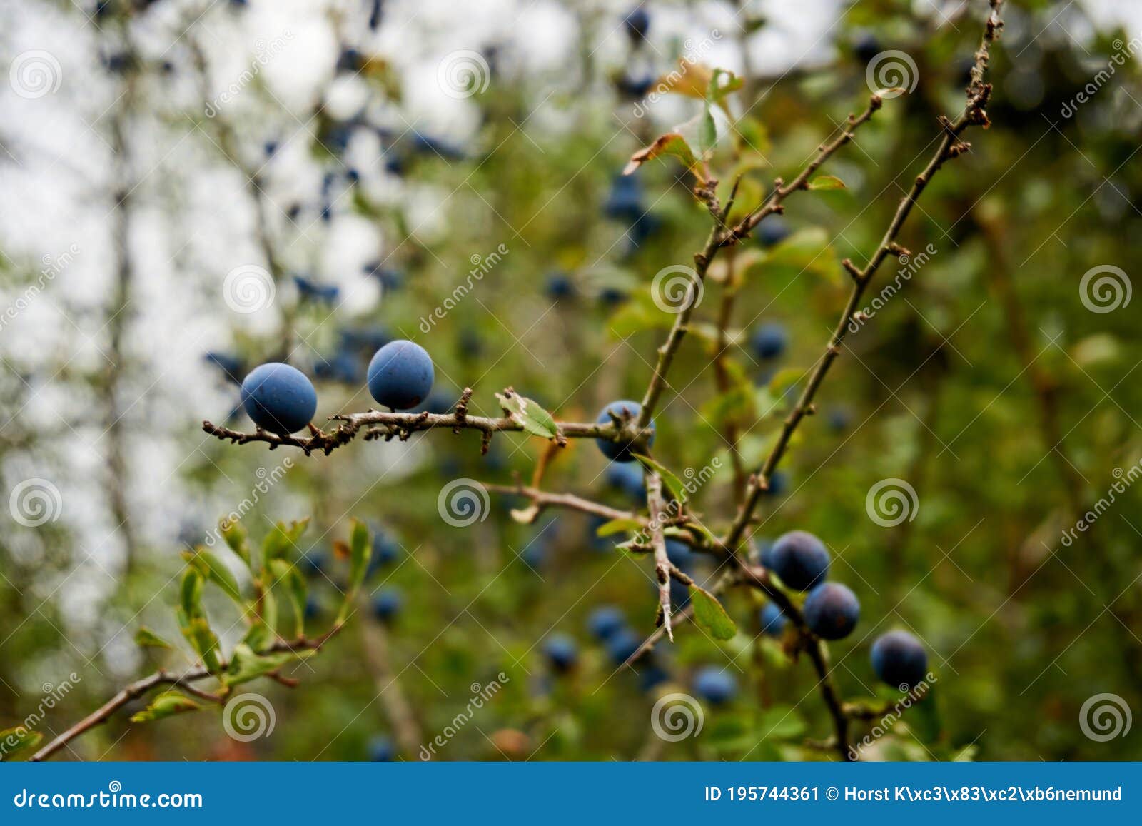 Close Up of Sloe Berries on a Blackthorn Prunus Spinosa Tree Stock ...