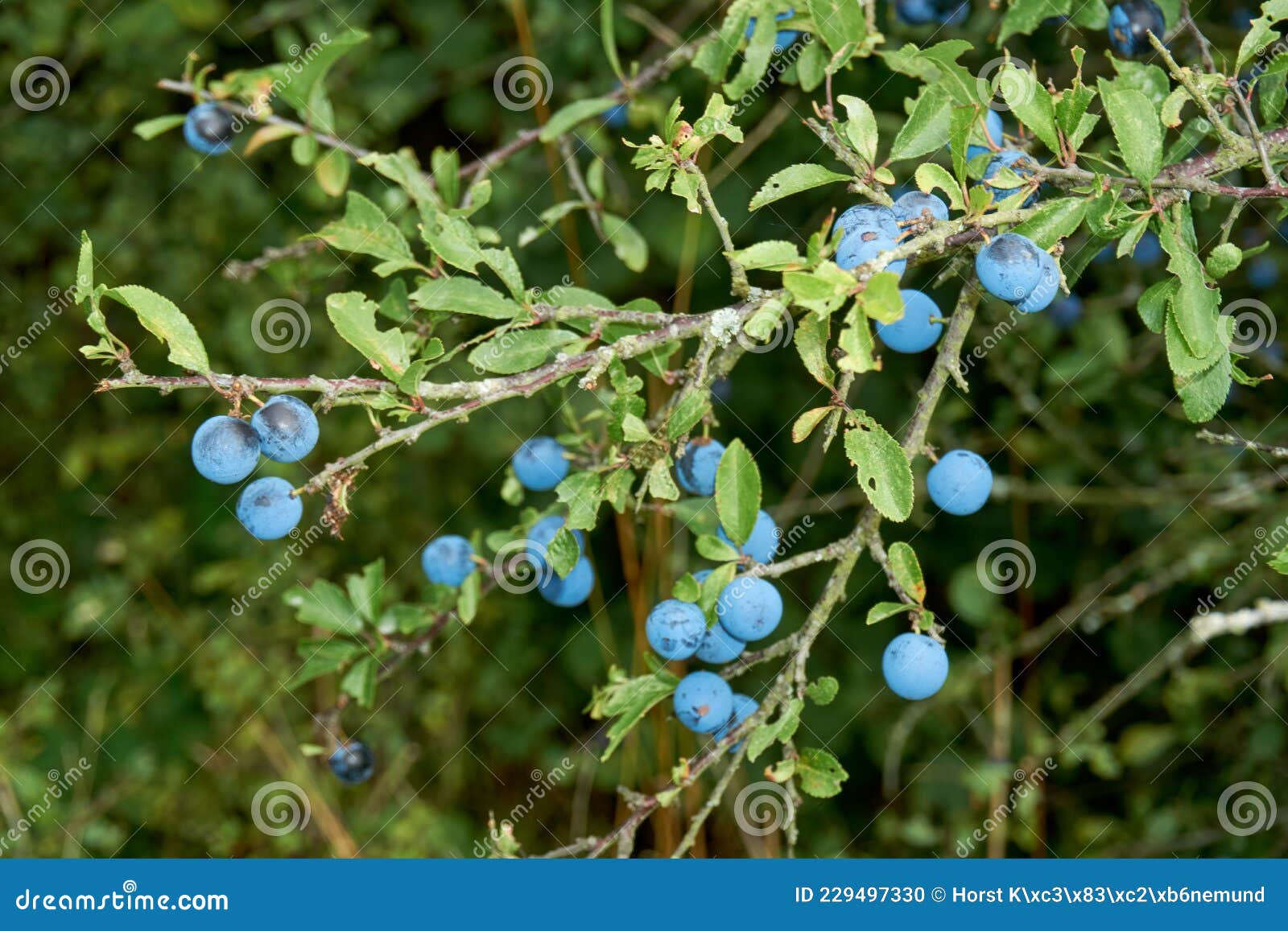 Close Up of Sloe Berries on a Blackthorn Prunus Spinosa Tree Stock ...