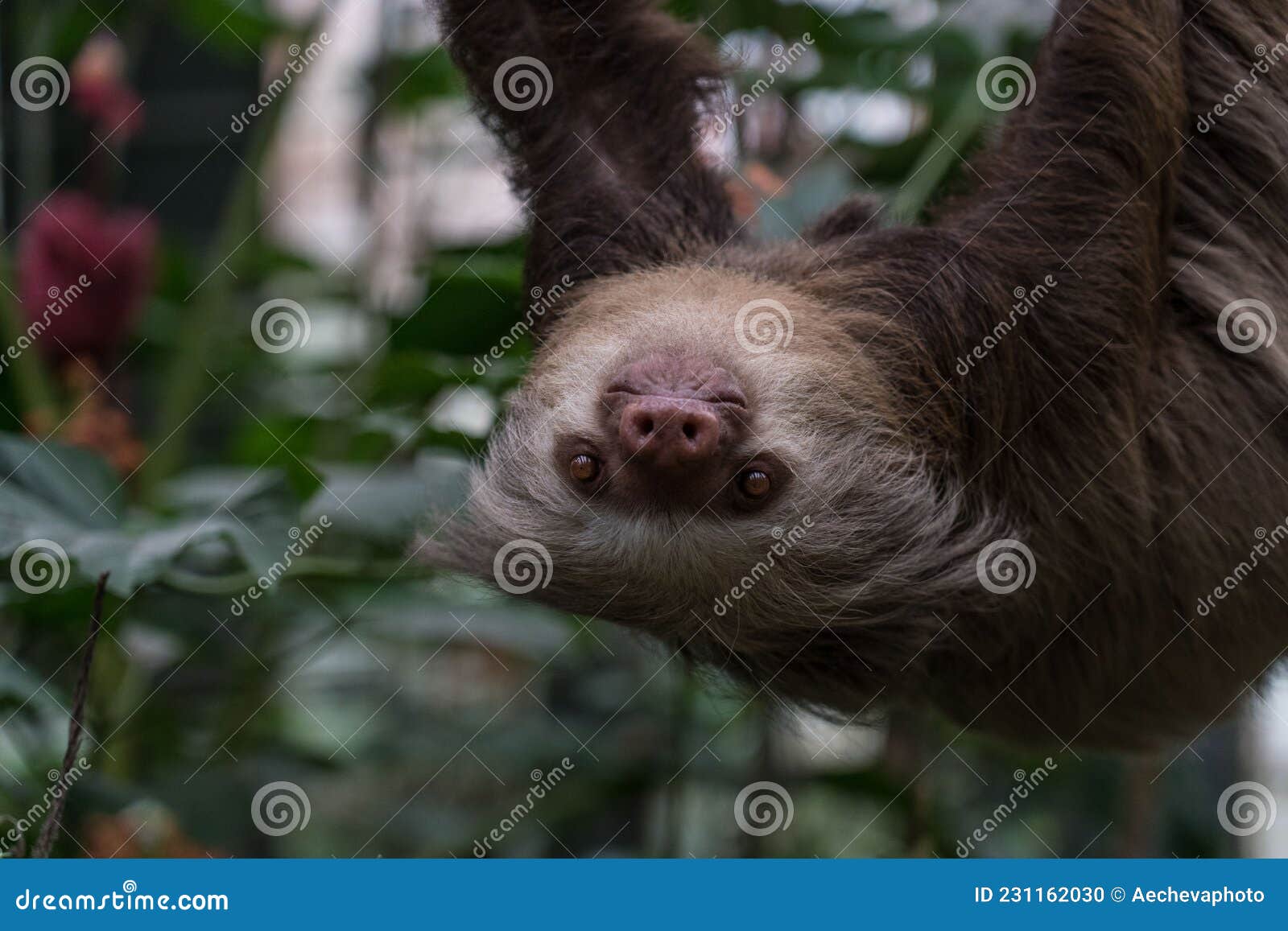Close-up of a Sloth Face Down Stock Photo - Image of hairy, adorable ...