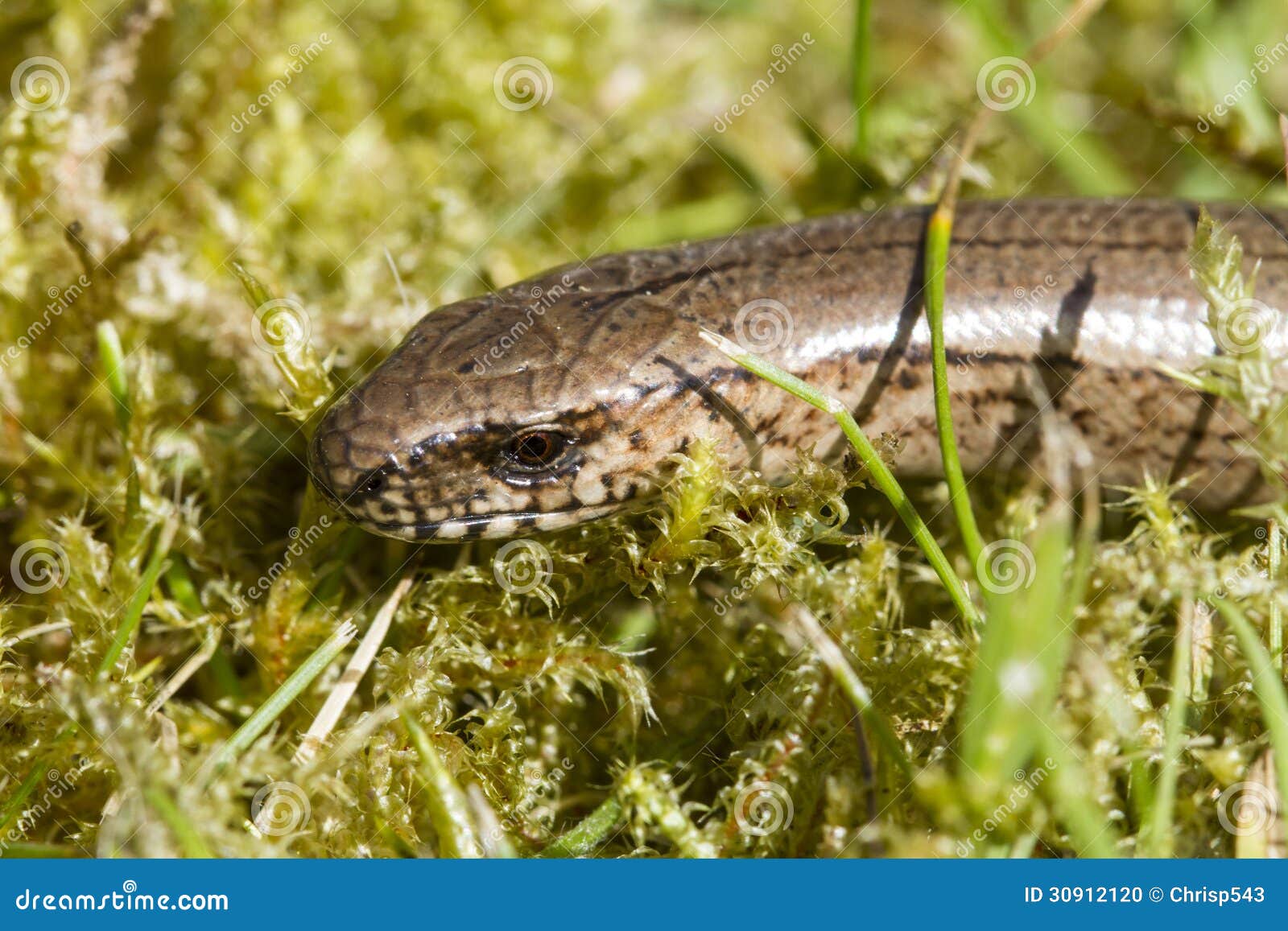 Young Anguis Fragilis In A Male Hand, Slow Worm Royalty-Free Stock ...
