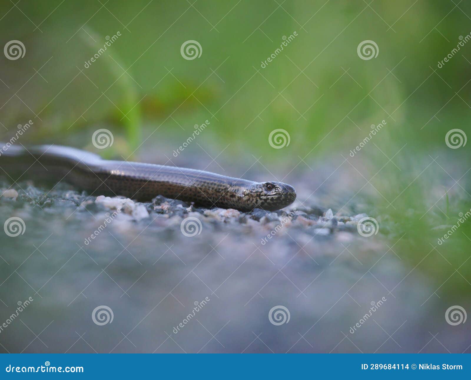 Close-up of a Slow Worm on Ground Stock Photo - Image of wildlife ...