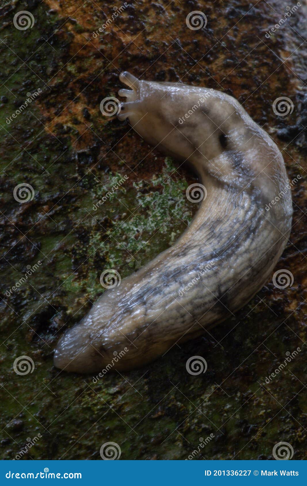 Close up of a slug stock image. Image of animal, wood - 201336227