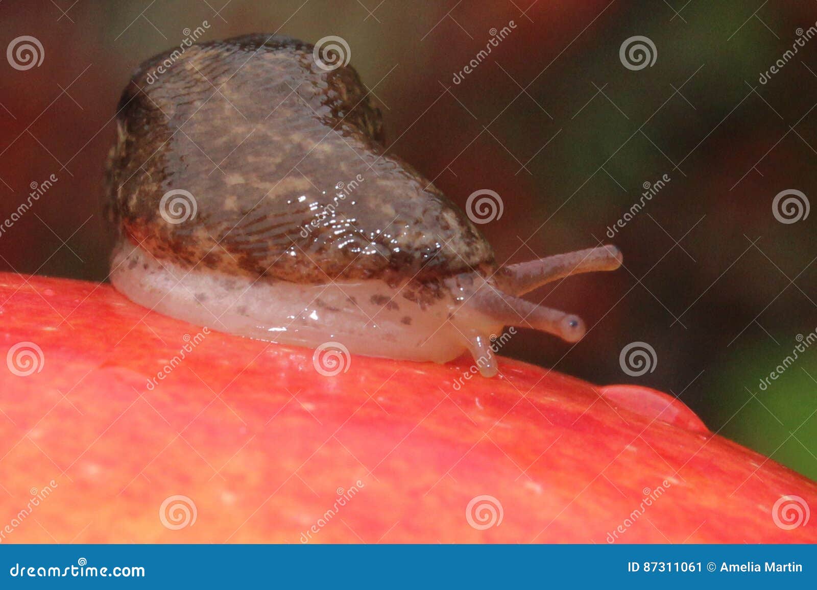Close Up of a Slug Crawling on a Red Apple Stock Image - Image of ...