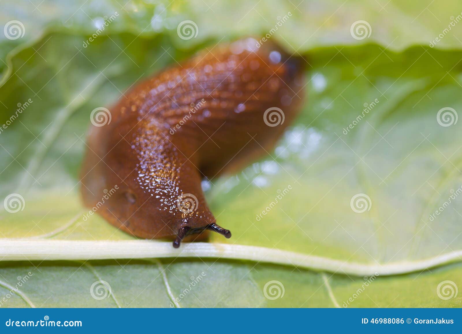 Close up of slug stock photo. Image of outdoors, horizontal - 46988086