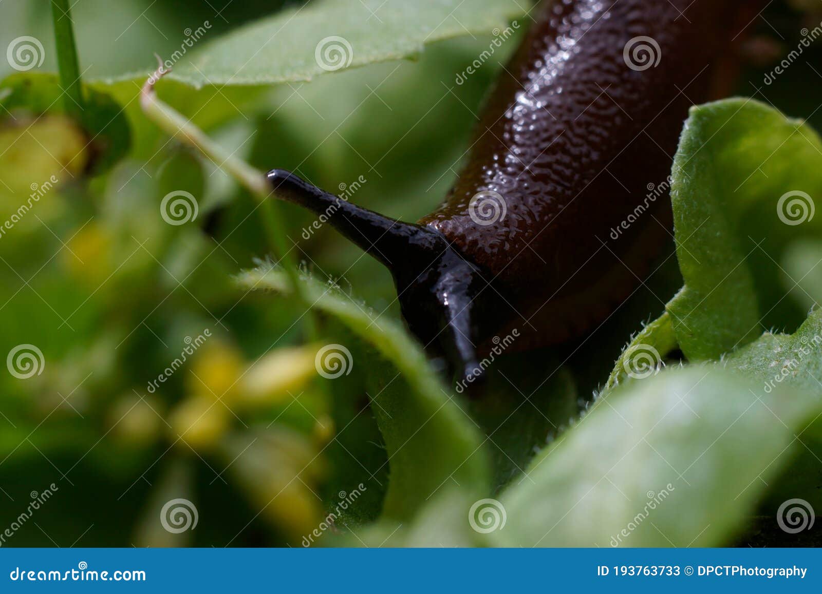 Close-up of a Slug Moving through Grass Stock Image - Image of garden ...