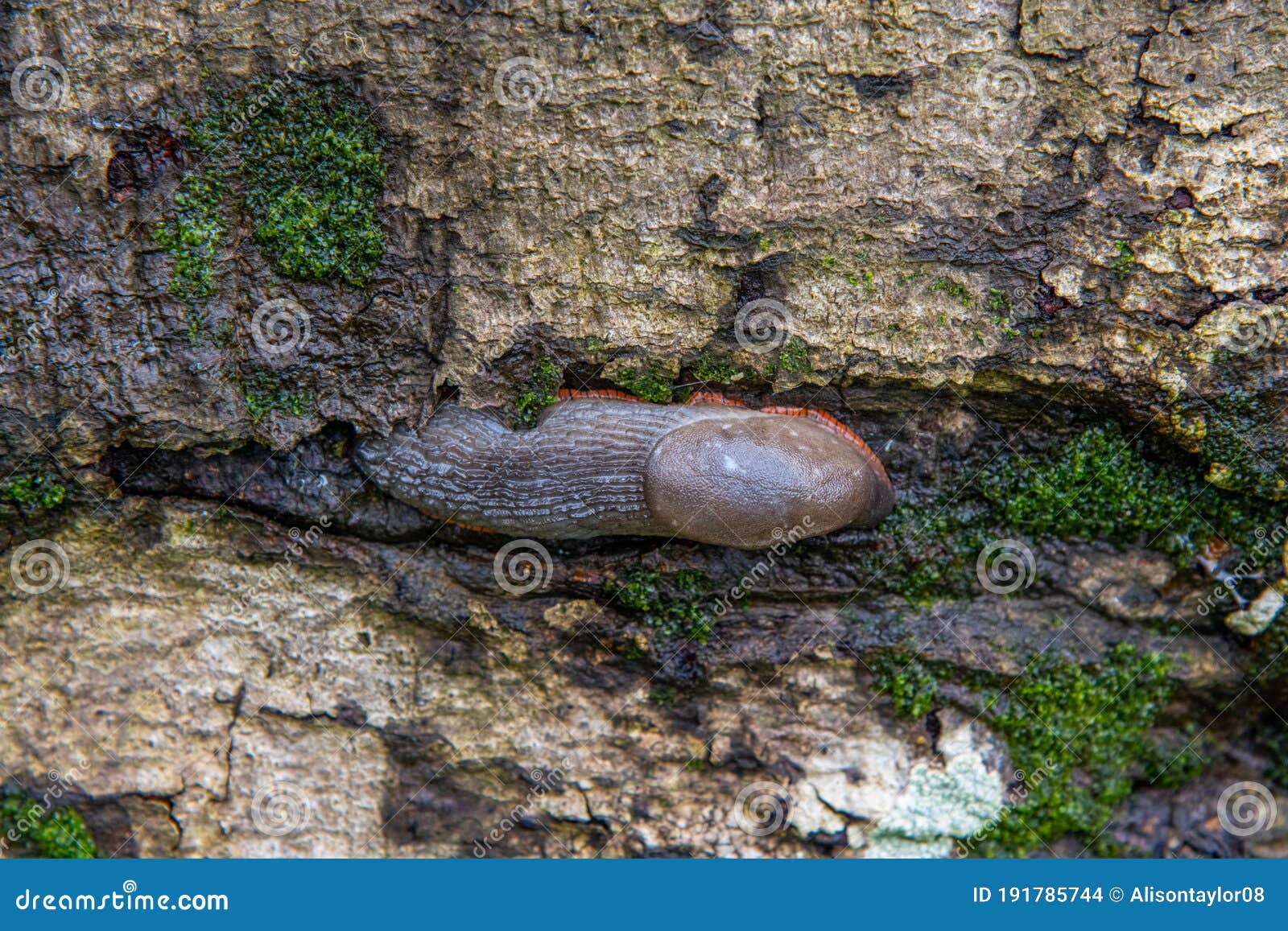 Close Up of a Slug Which is on a Fallen Tree Stock Photo - Image of ...