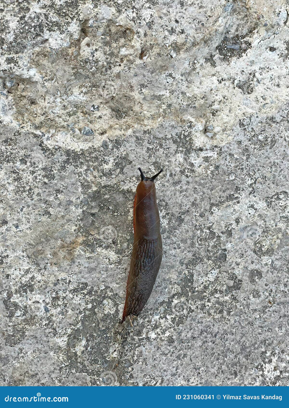 Close up slug in nature stock image. Image of close - 231060341