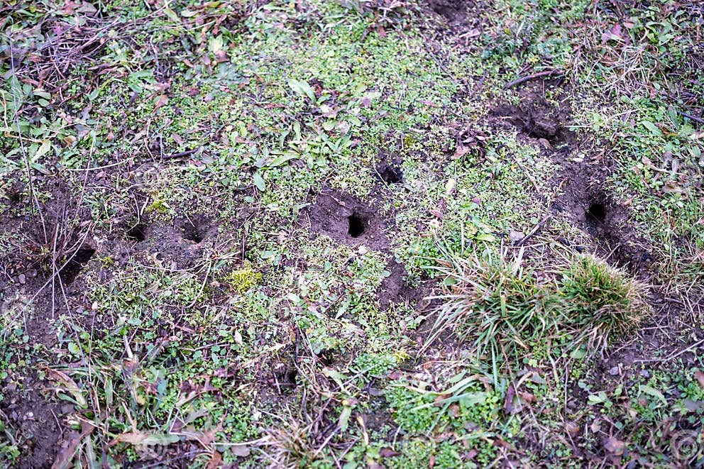 Close-Up of Small Animal Burrows in Grass Stock Image - Image of ...
