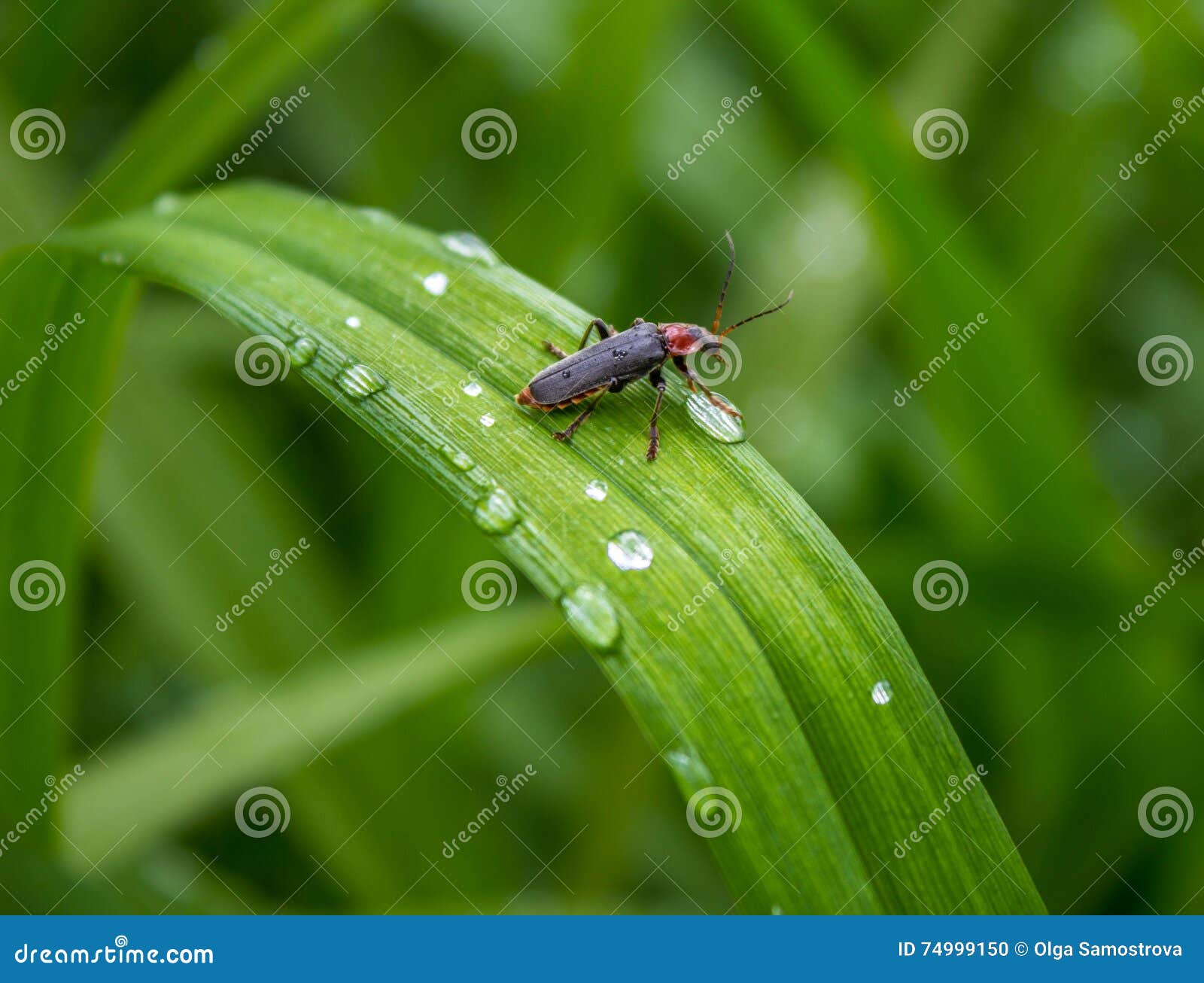 A Close Up of the Small Beetle Chafer on Grass-blade with Drops of Dew ...