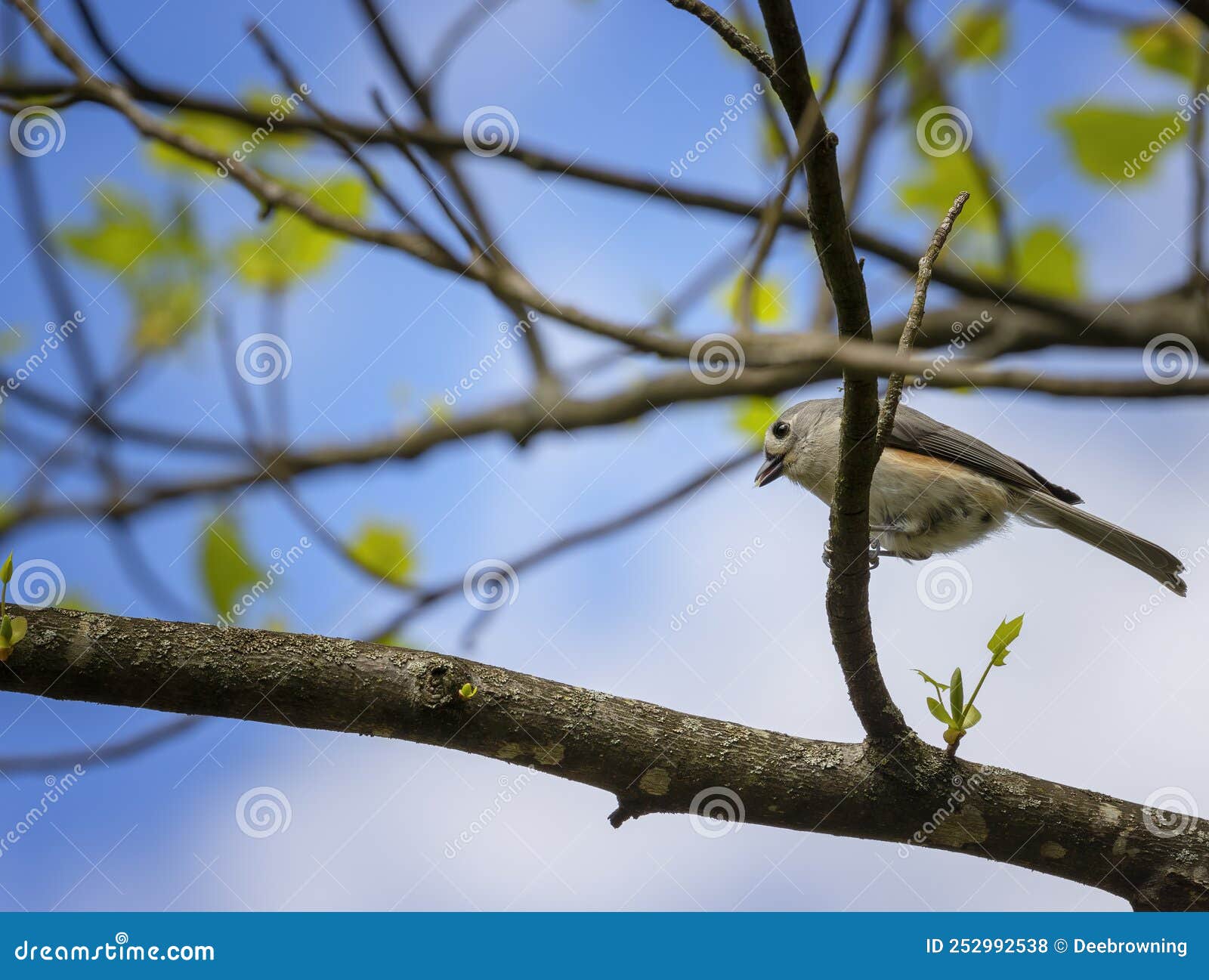 Close Up of a Small Bird Sitting in a Tree Stock Photo - Image of ...