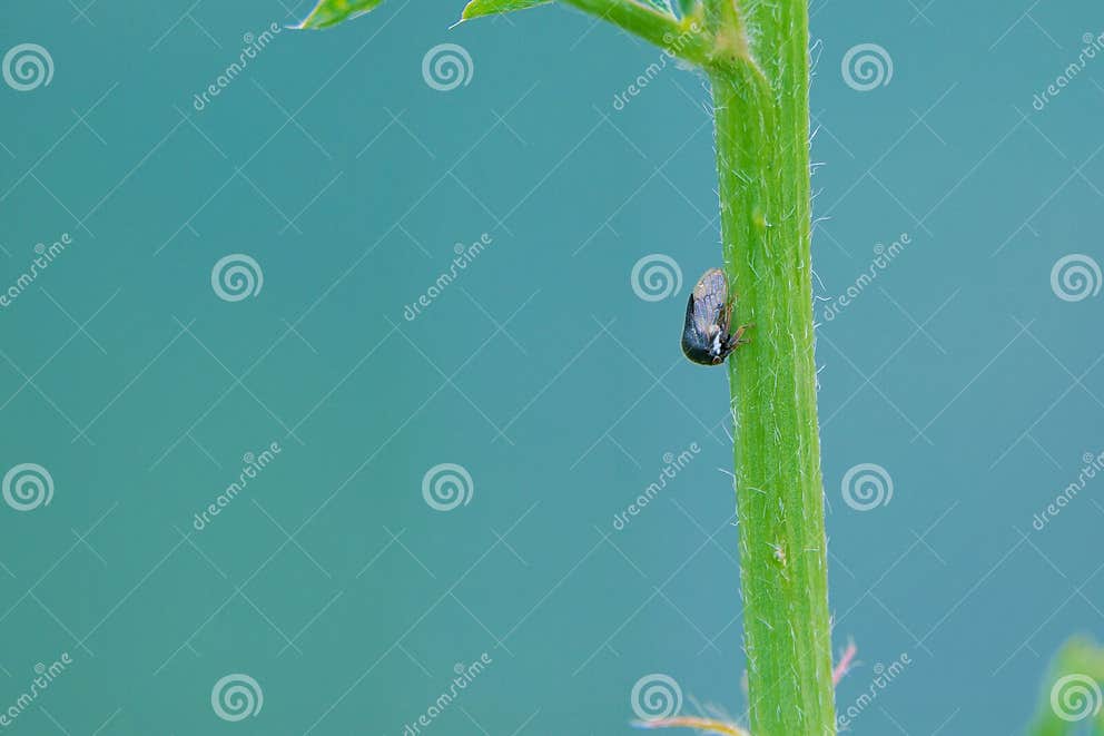 Treehopper stock photo. Image of wild, leafhopper, wildlife - 280072730