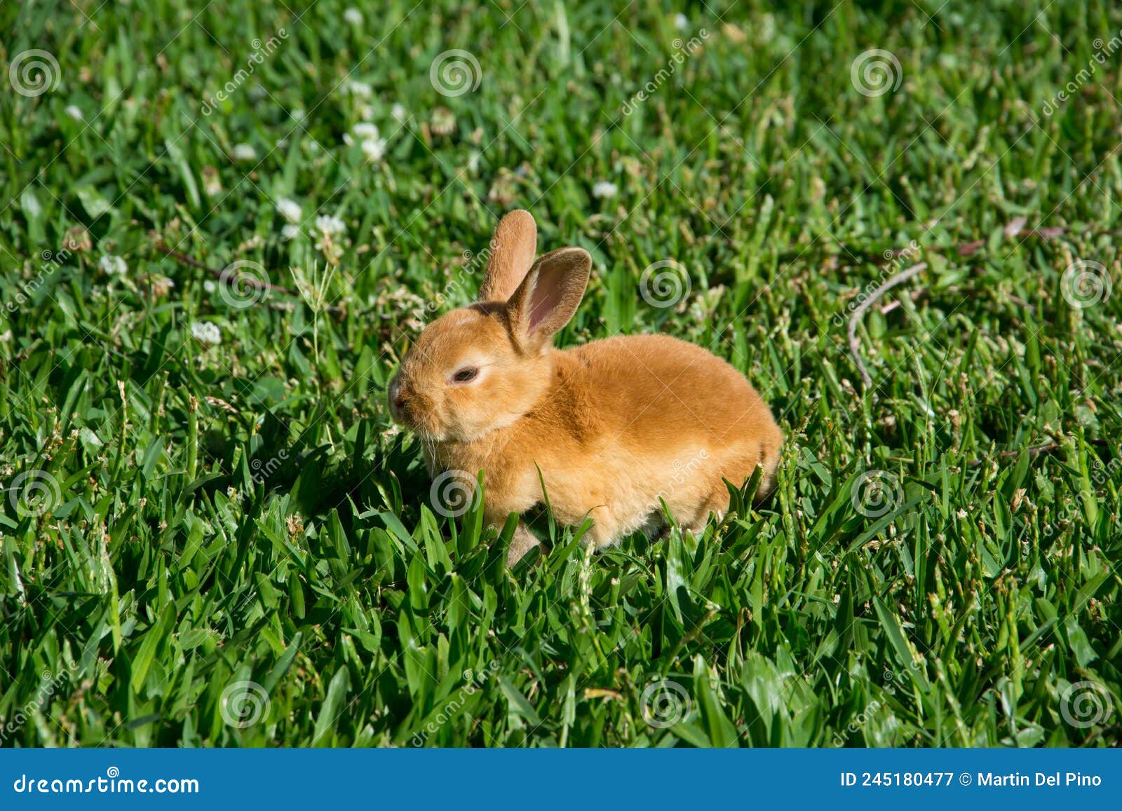 Brown rabbit stock image. Image of green, blondie, agriculture - 245180477