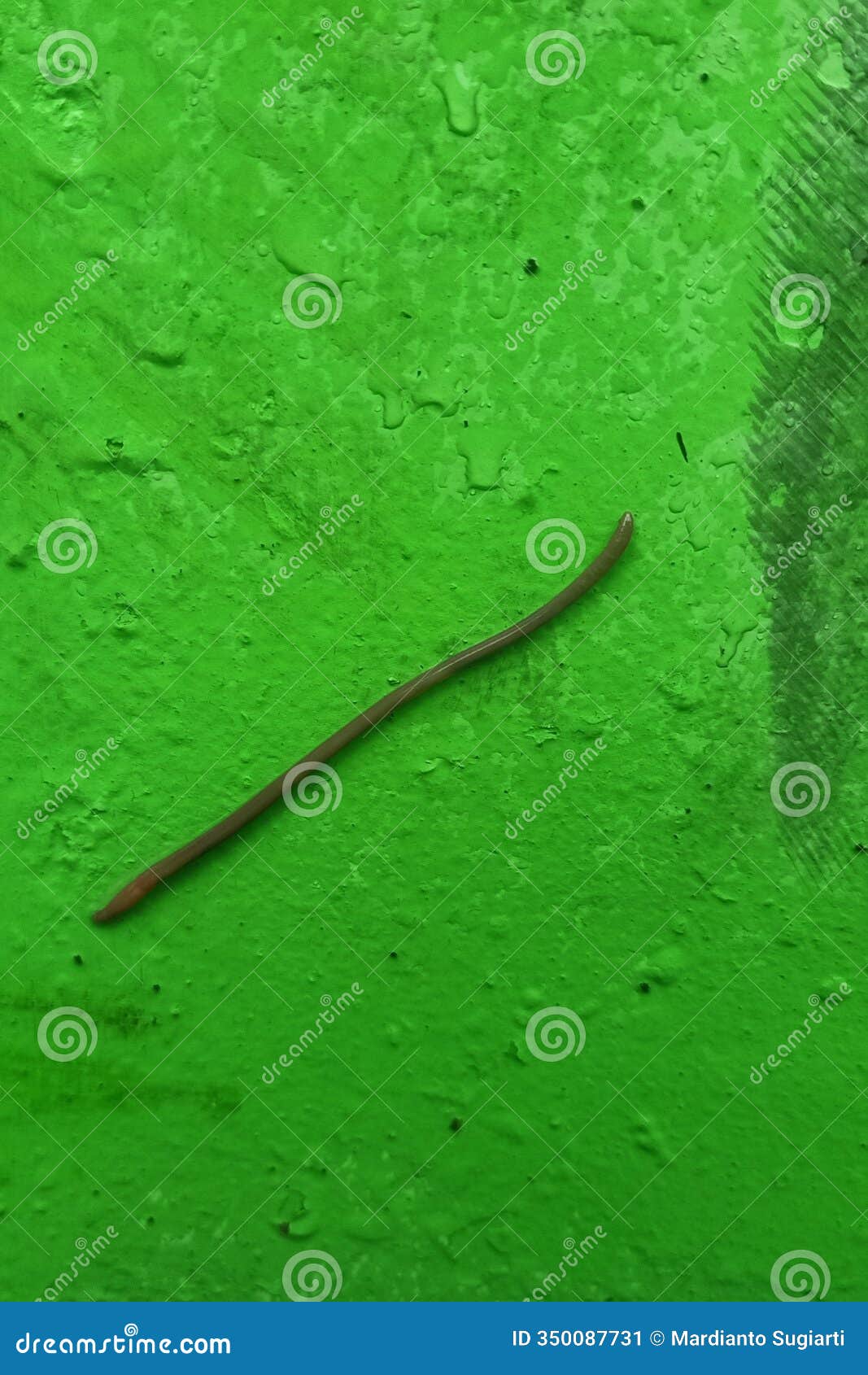 A worm crawls on the wall stock image. Image of gelatin - 350087731