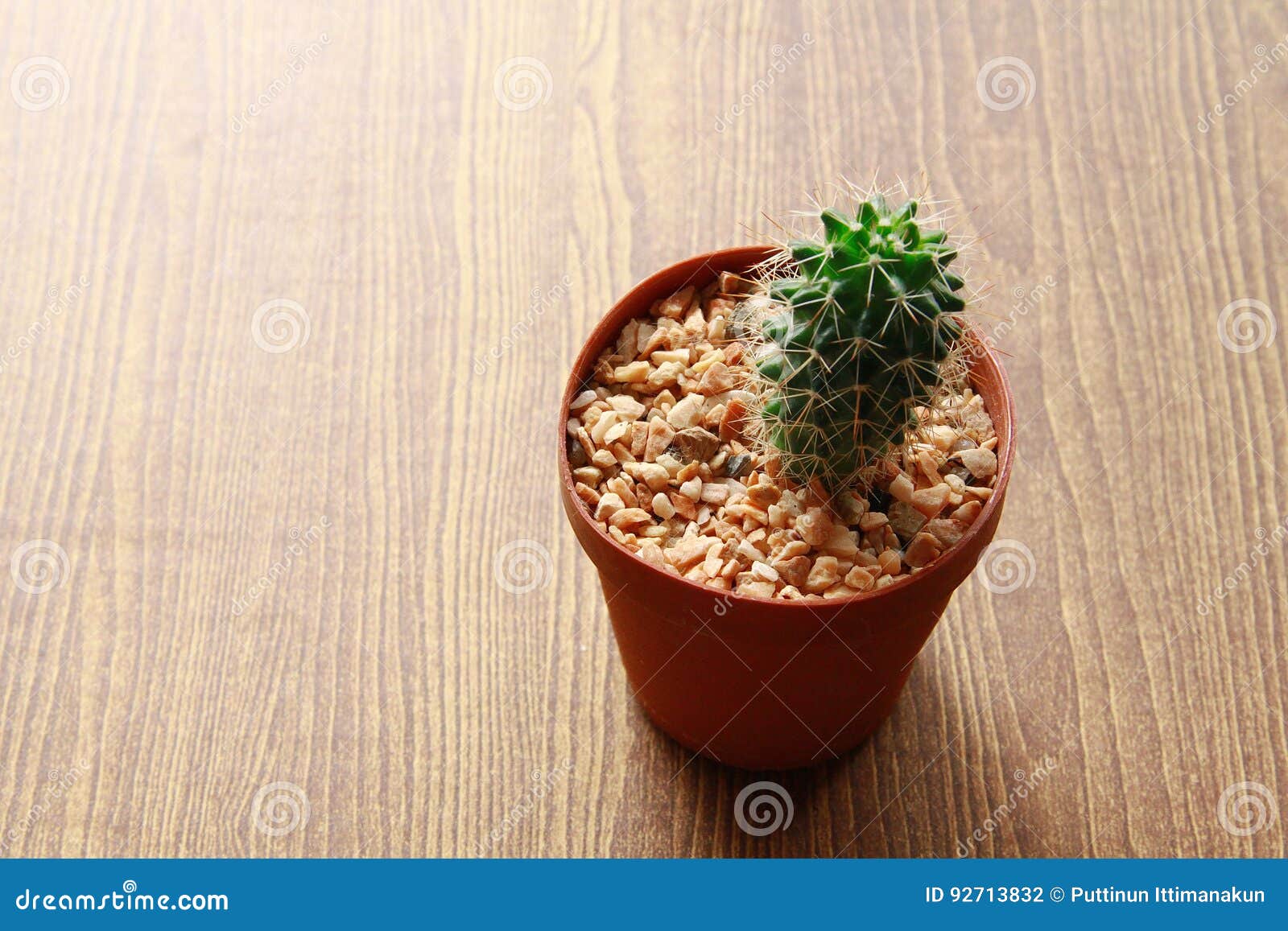 Close-up Small Cactus on Wood Texture Stock Photo - Image of life ...