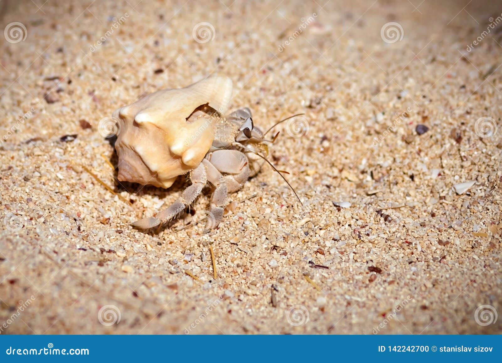 Close-up Small Crab in the Shell Stock Photo - Image of meal, life ...