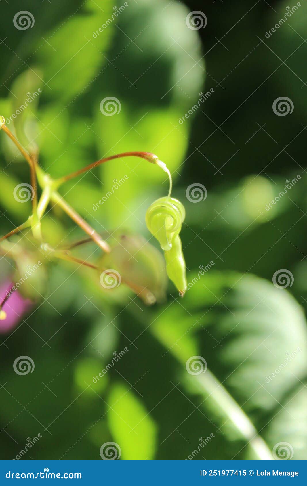 Coiled plant stock image. Image of tree, yellow, branch - 251977415
