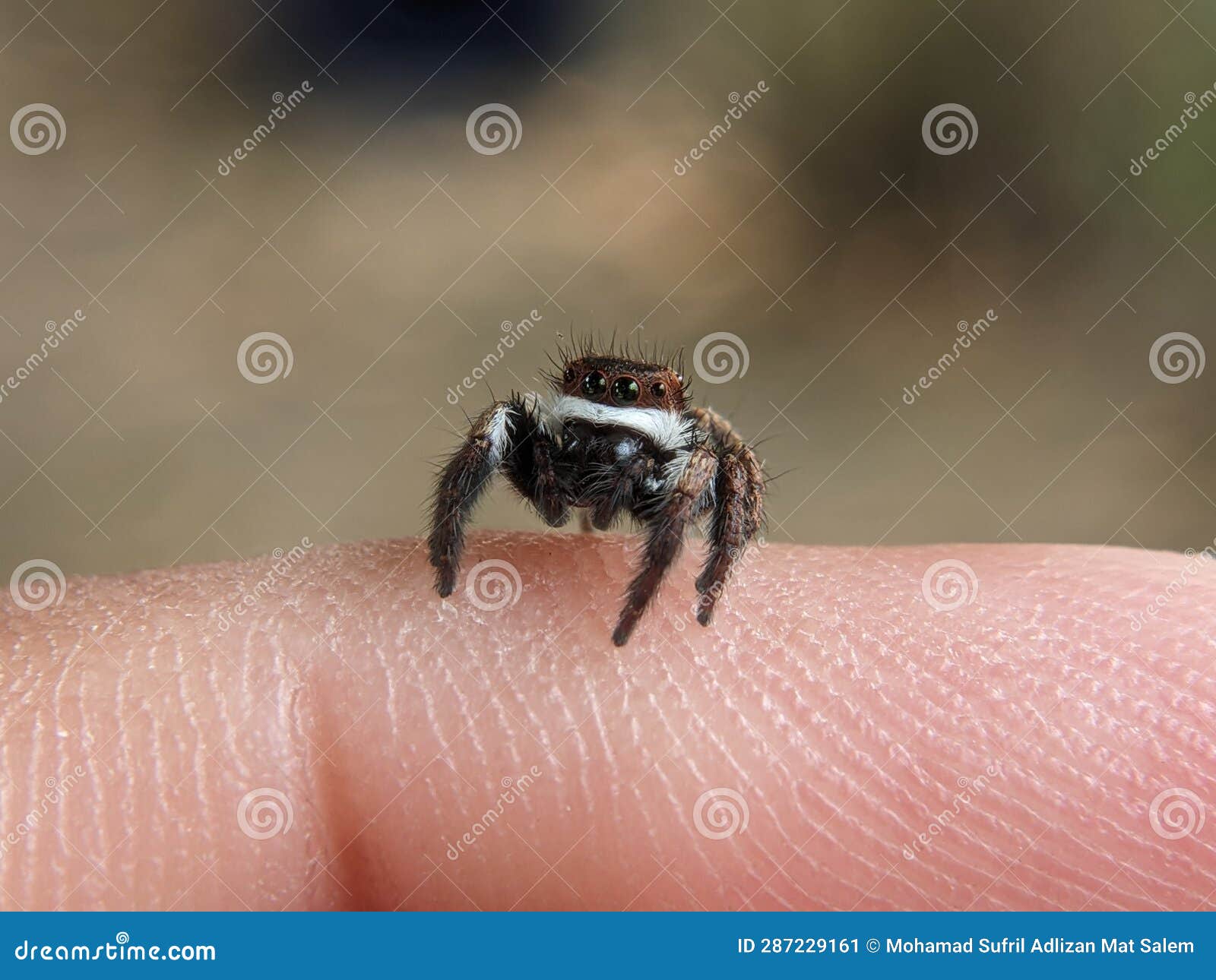 Close Up of a Small and Cute Jumping Spider. Stock Image - Image of ...