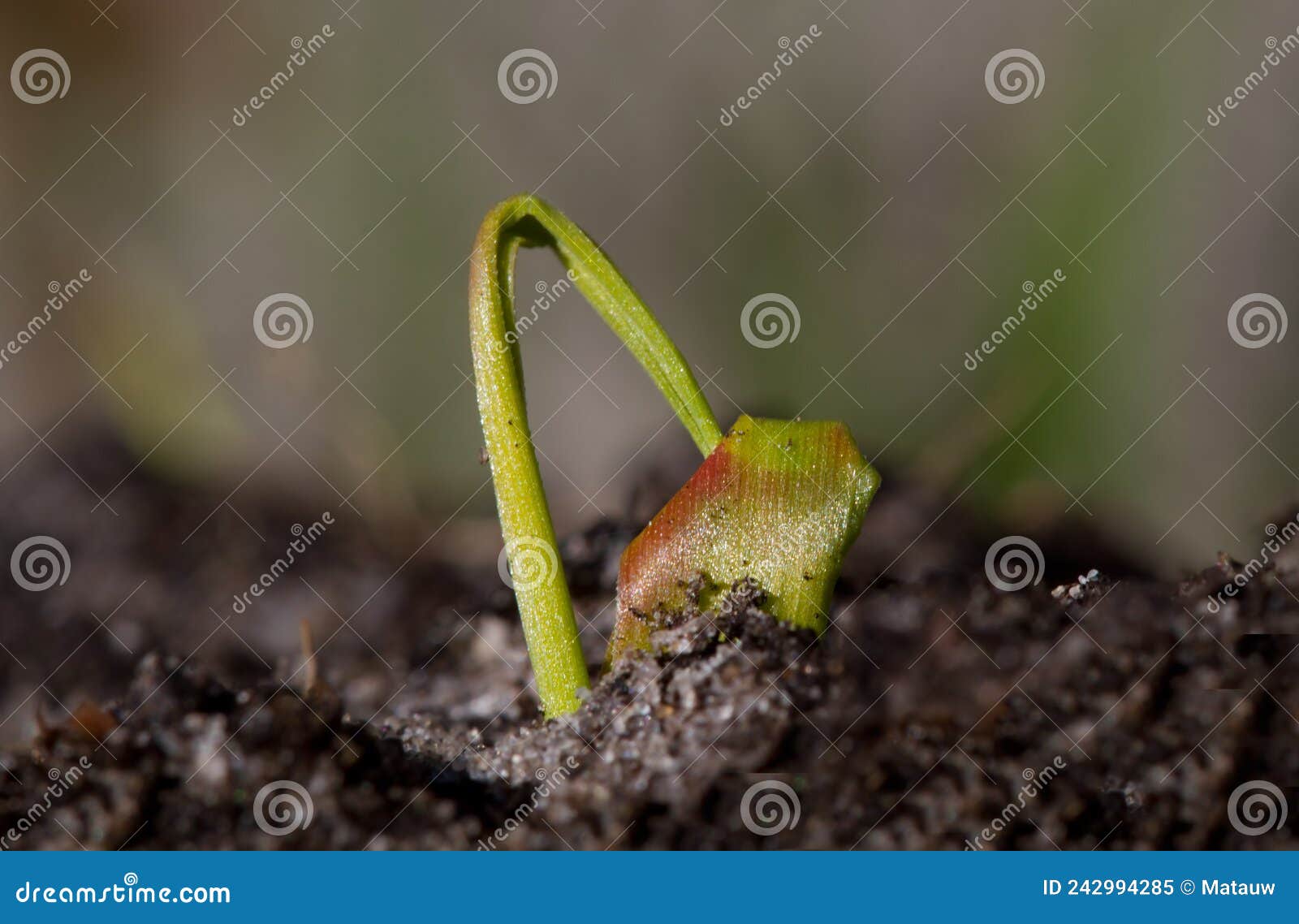 Seedling Emerging from Earth Stock Image - Image of flora, growth ...
