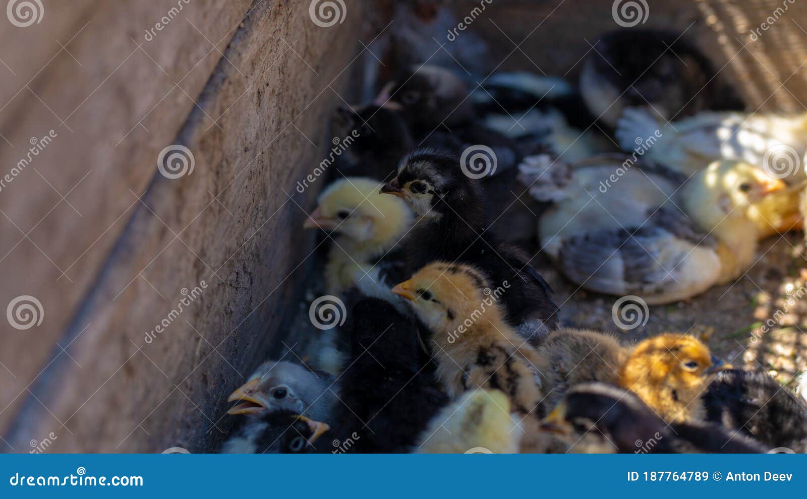 Close Up of Small Different Chicks in Corral Stock Image - Image of ...