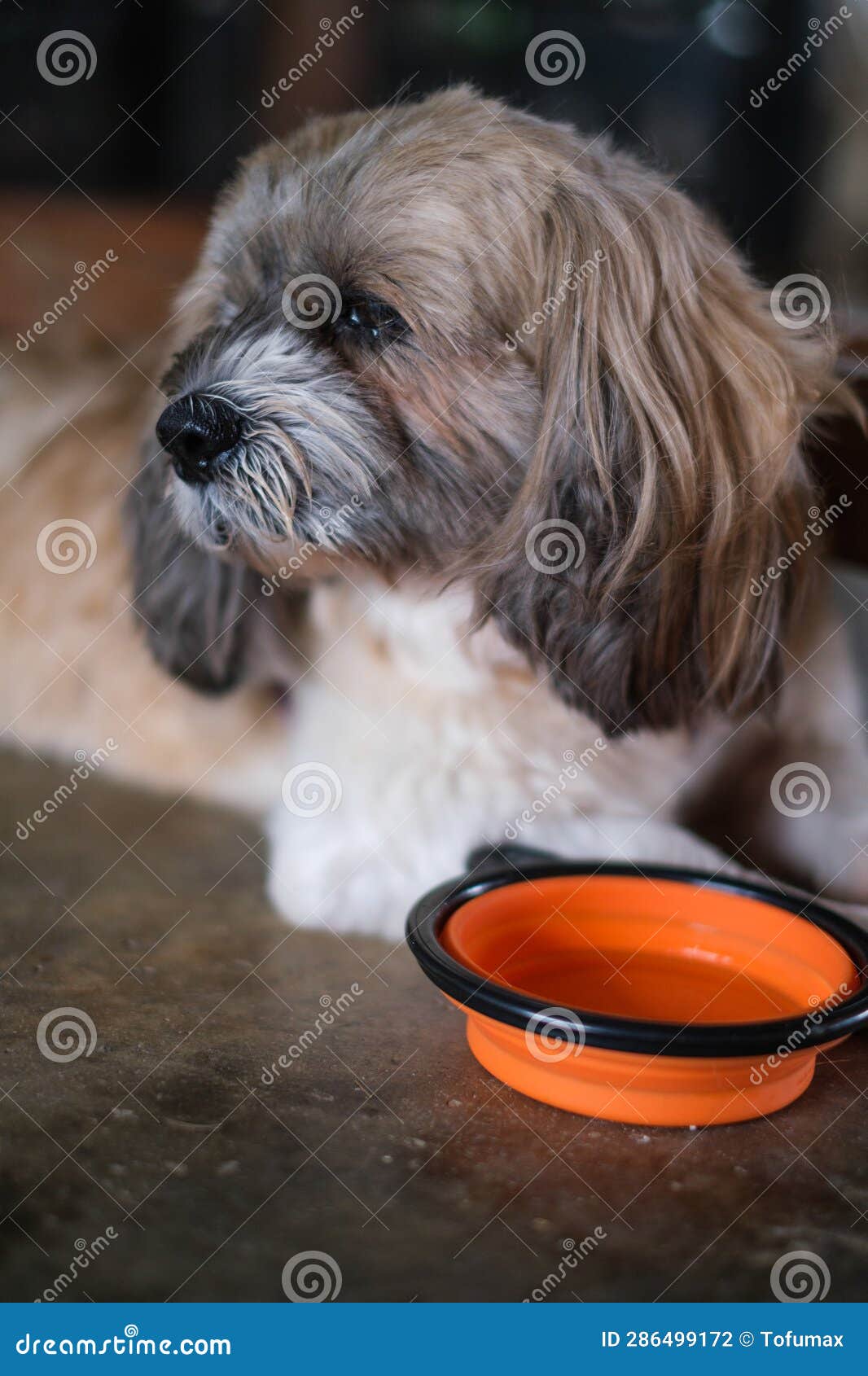 Close up of small dog face stock photo. Image of resting - 286499172