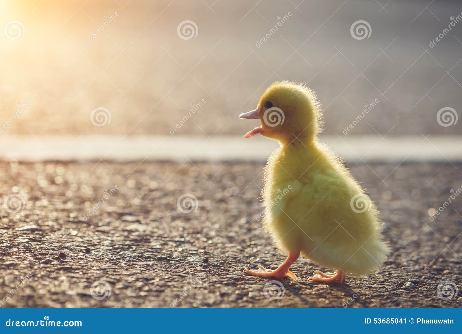Close Up Small Duckling on the Asphalt Road Stock Image - Image of road ...