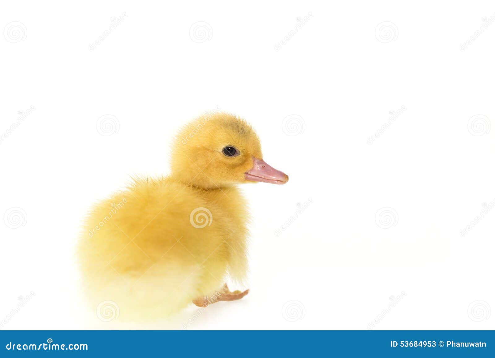Close Up Small Duckling Isolated on White Stock Image - Image of fluffy ...