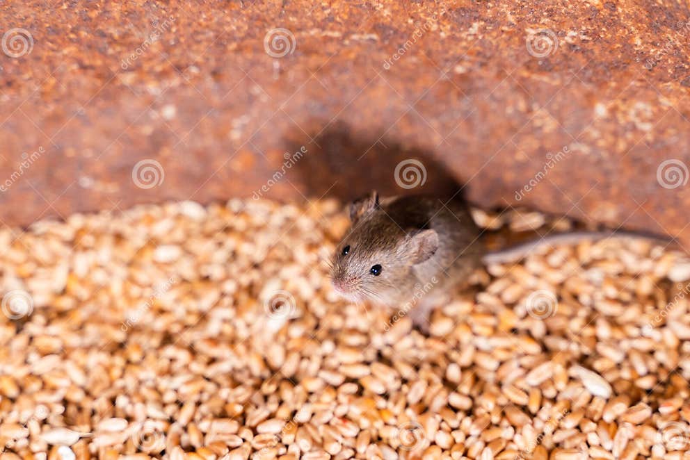 Close-up Small Field Mouse on Wheat Grain Stock Image - Image of check ...